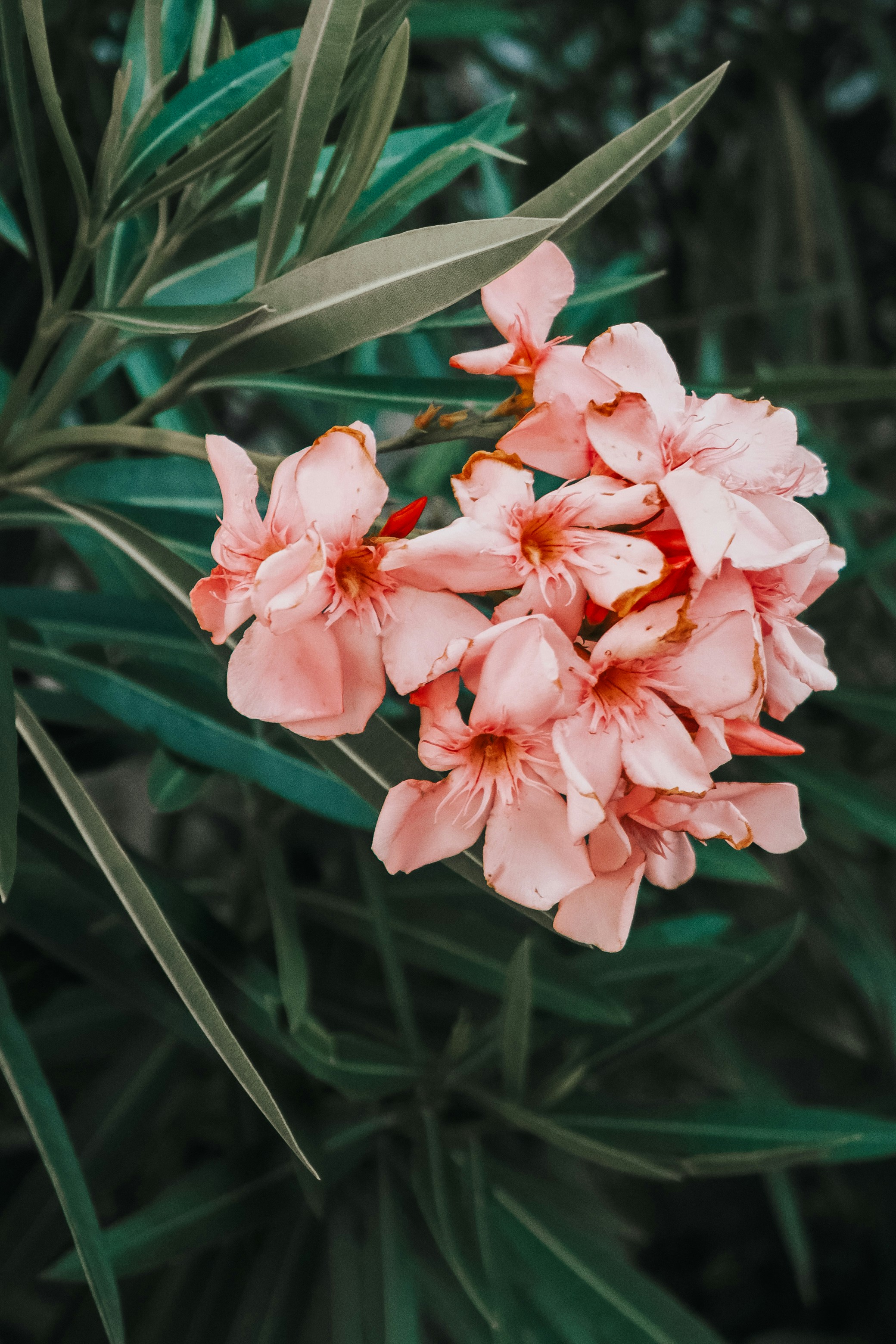 Cluster of Peach-Pink Oleander Blossoms Framed by Needle-Like Greenery