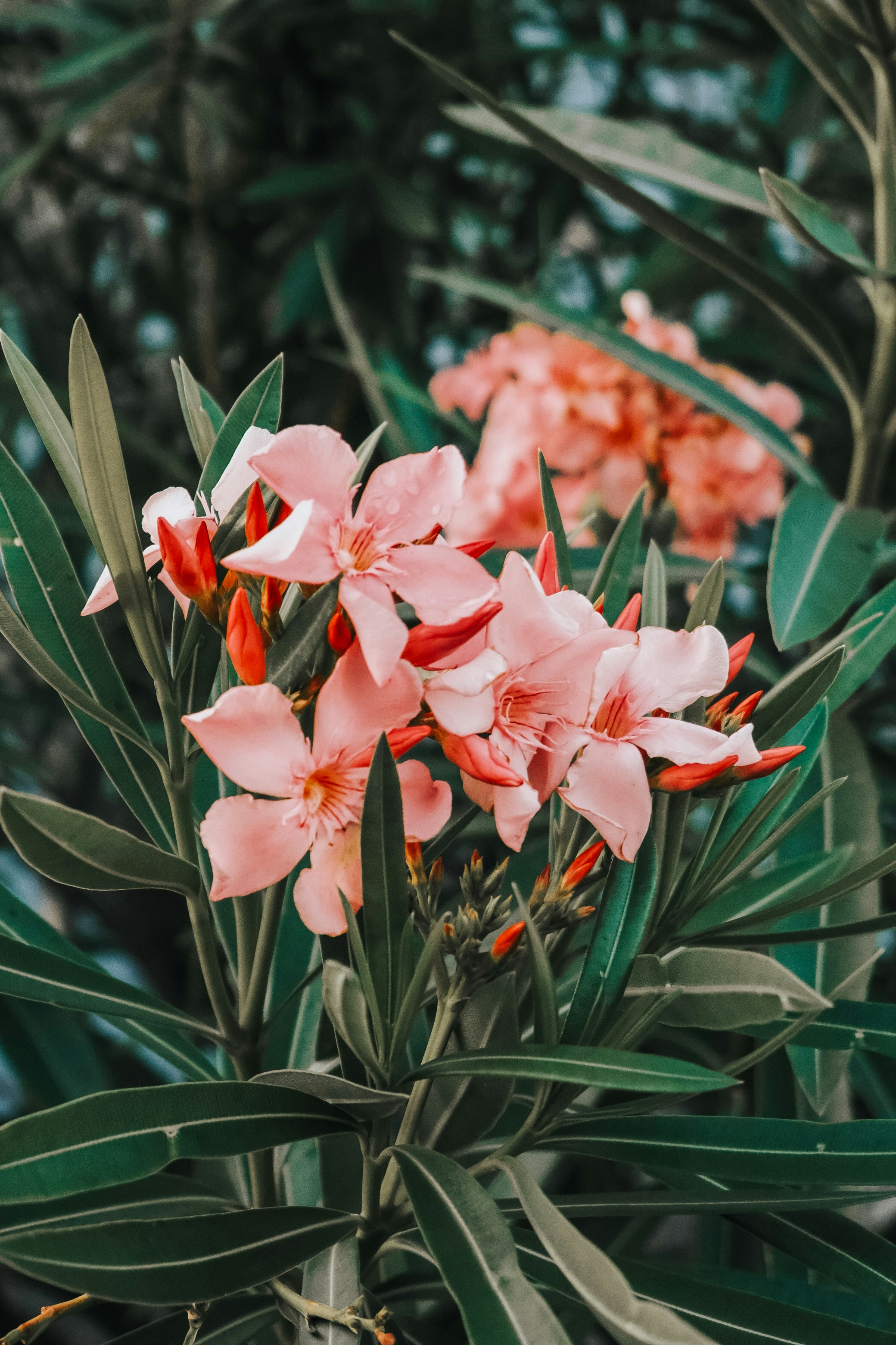 Blush pink oleander blossoms in a cool green vignette