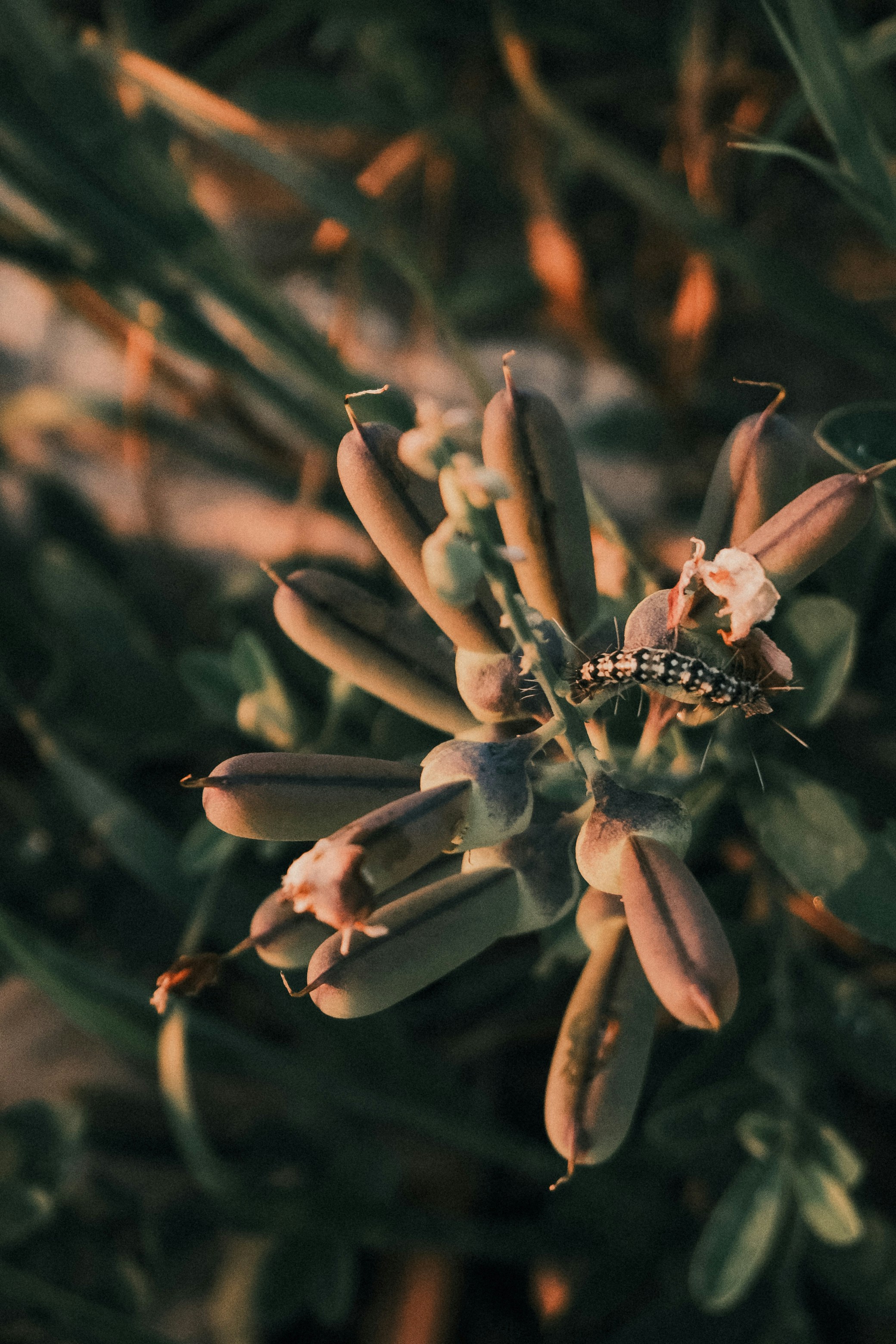 Macro Orbit: A Cactus Bloom Under Shadowed Light