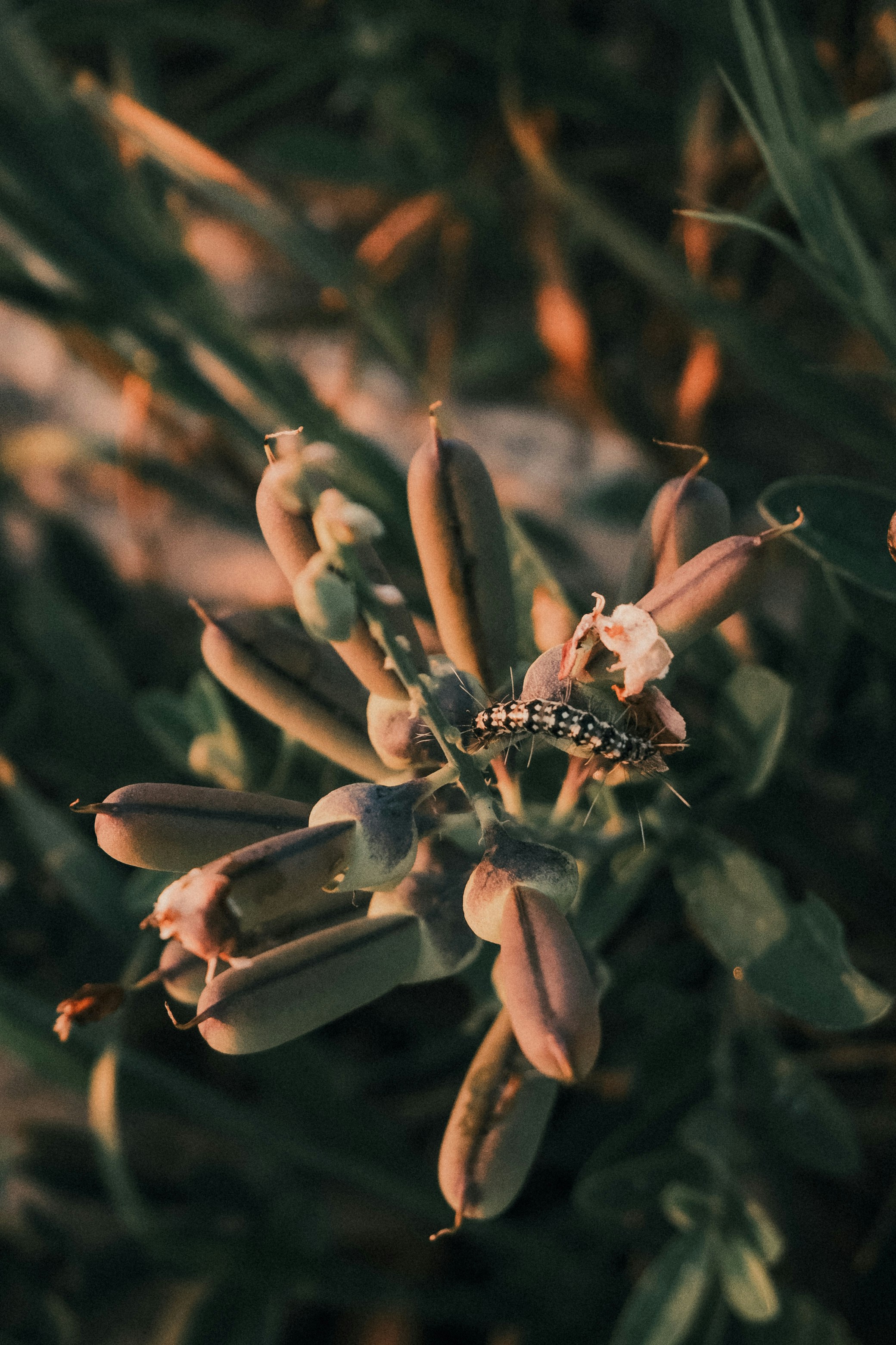 Macro Moment: A Close-Up on Frosted Buds and a Beetle Amid Olive Greens