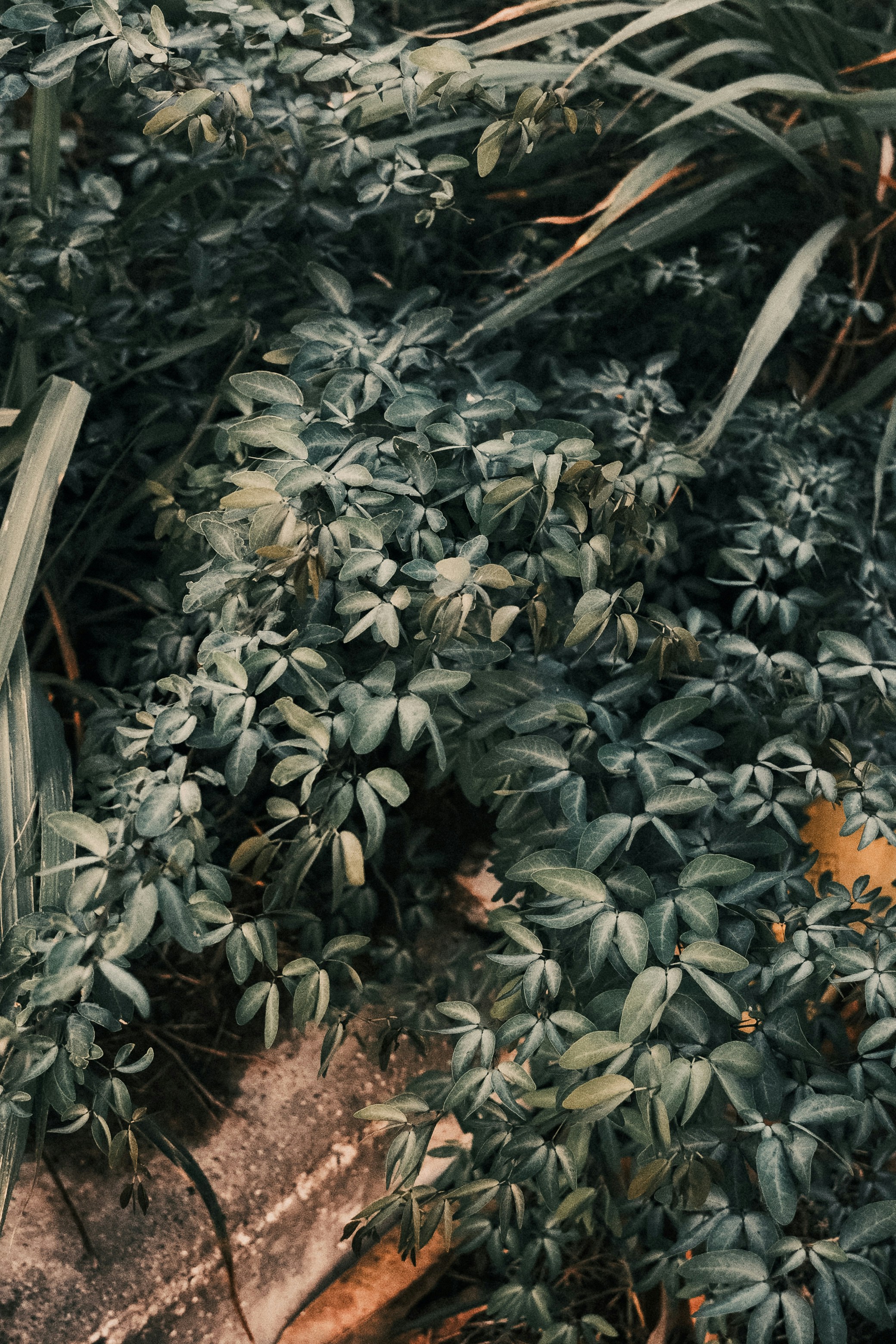 Overgrown Quietude: a Corner of Greenery Curled into Shadow