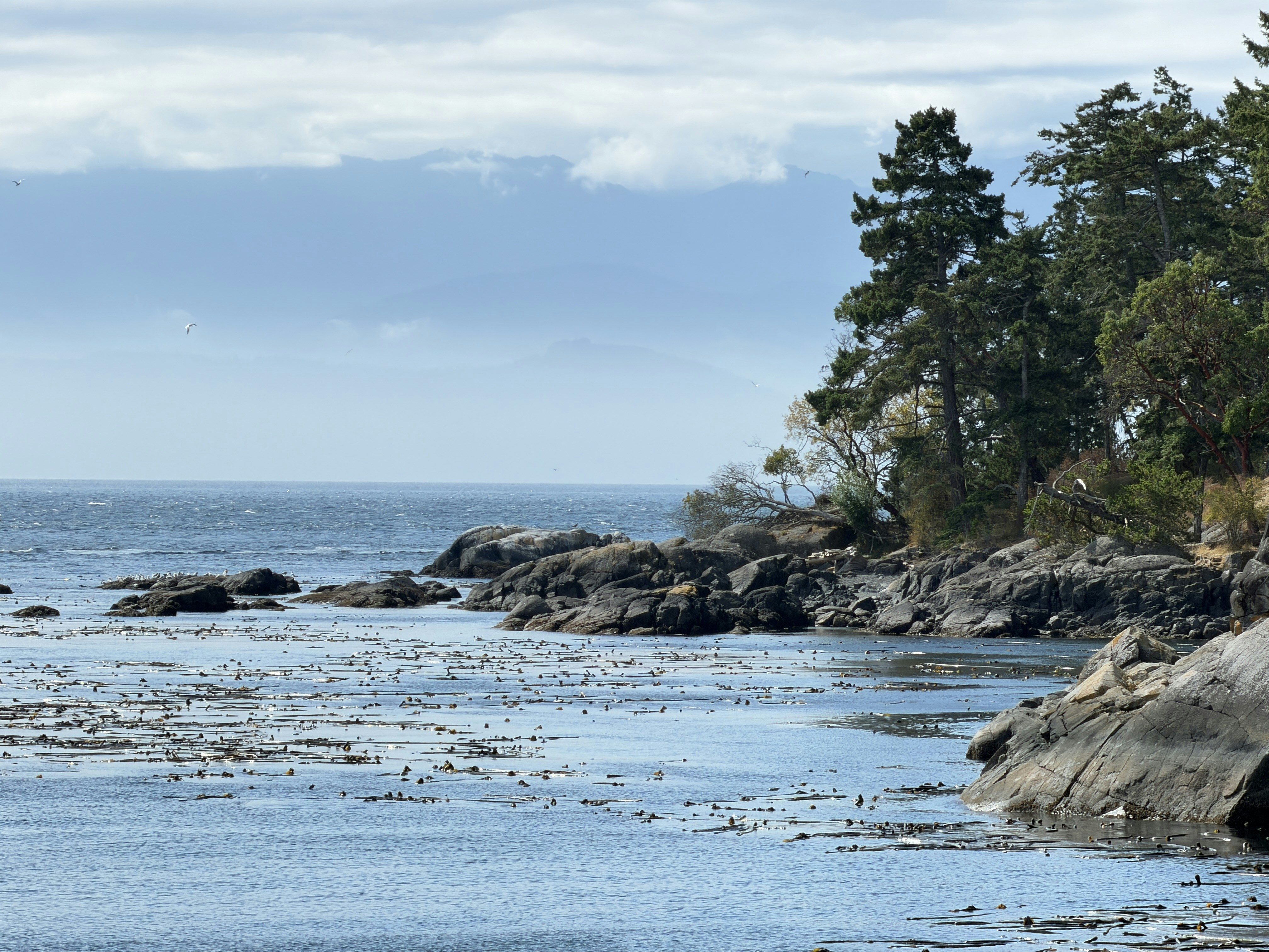 Coastal rocks and a line of pines frame a tranquil ocean scene at low tide, with scattered tidal pools and a distant horizon.