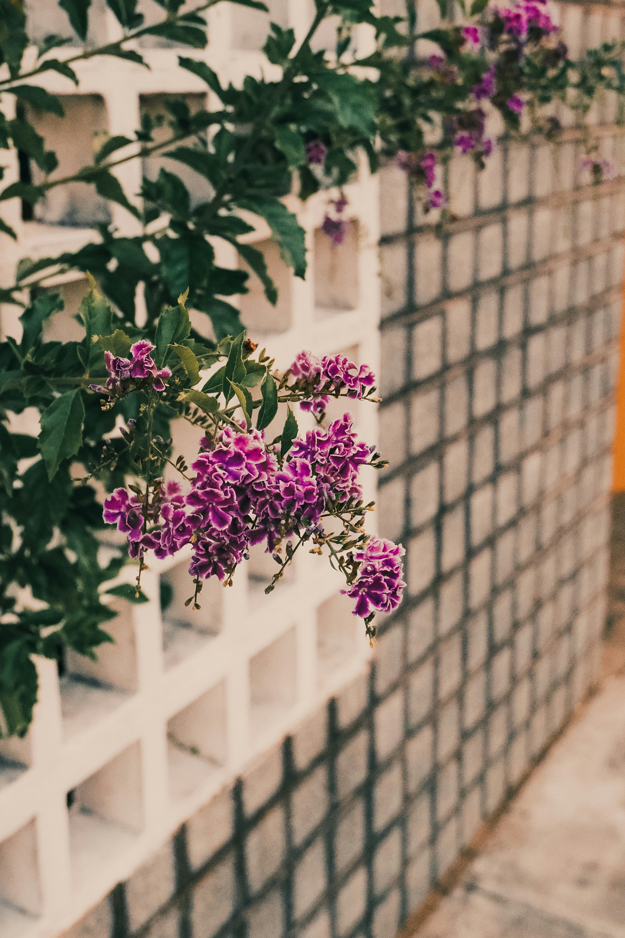 Bougainvillea Echoes: Violet Blooms Framing a Latticed Wall