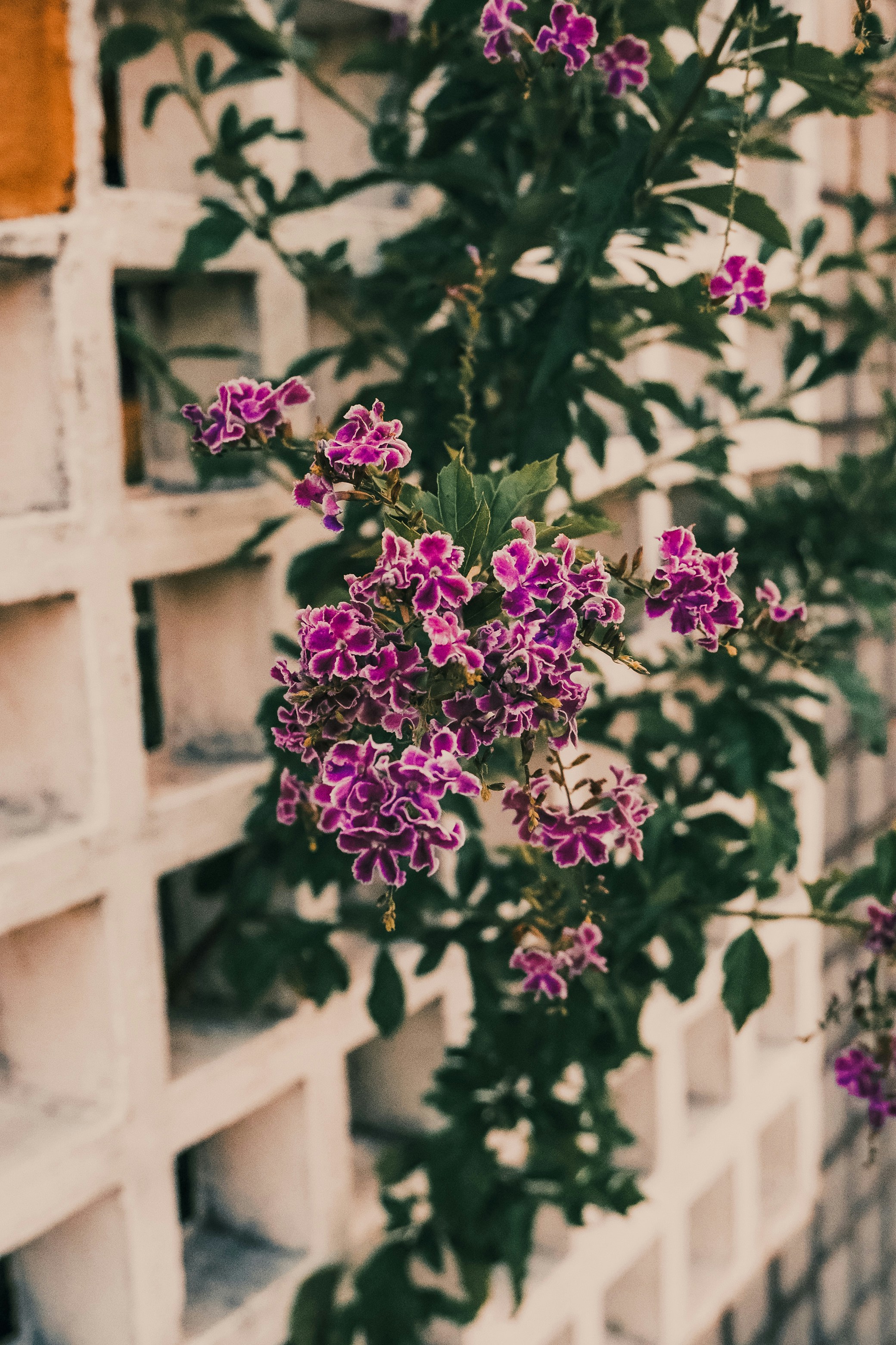 Purple blooms cling to a sunlit lattice