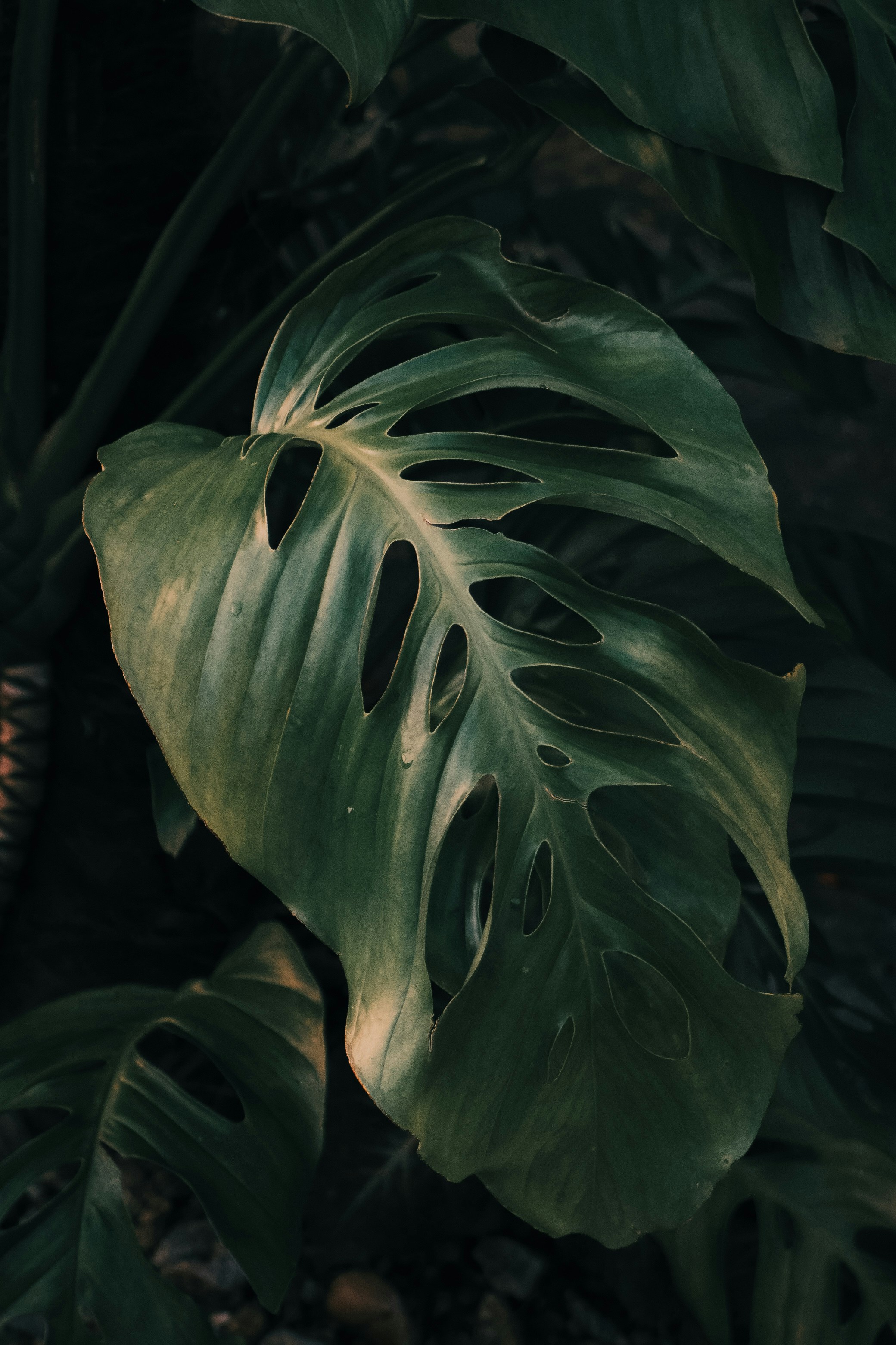 Shadowed Monstera: a lone leaf carved by light in deep foliage