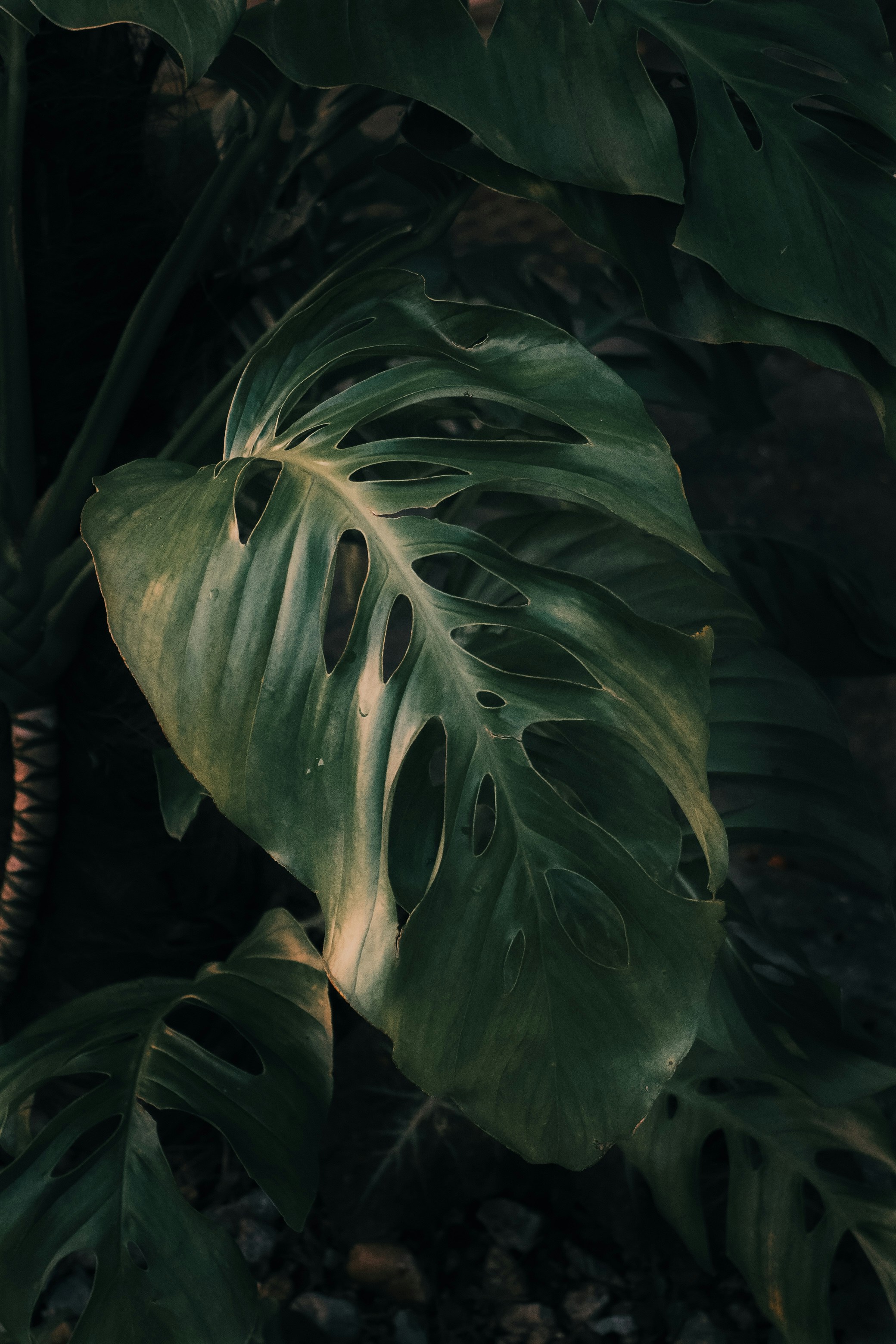 Shadowed Monstera Leaf Study with Dappled Light