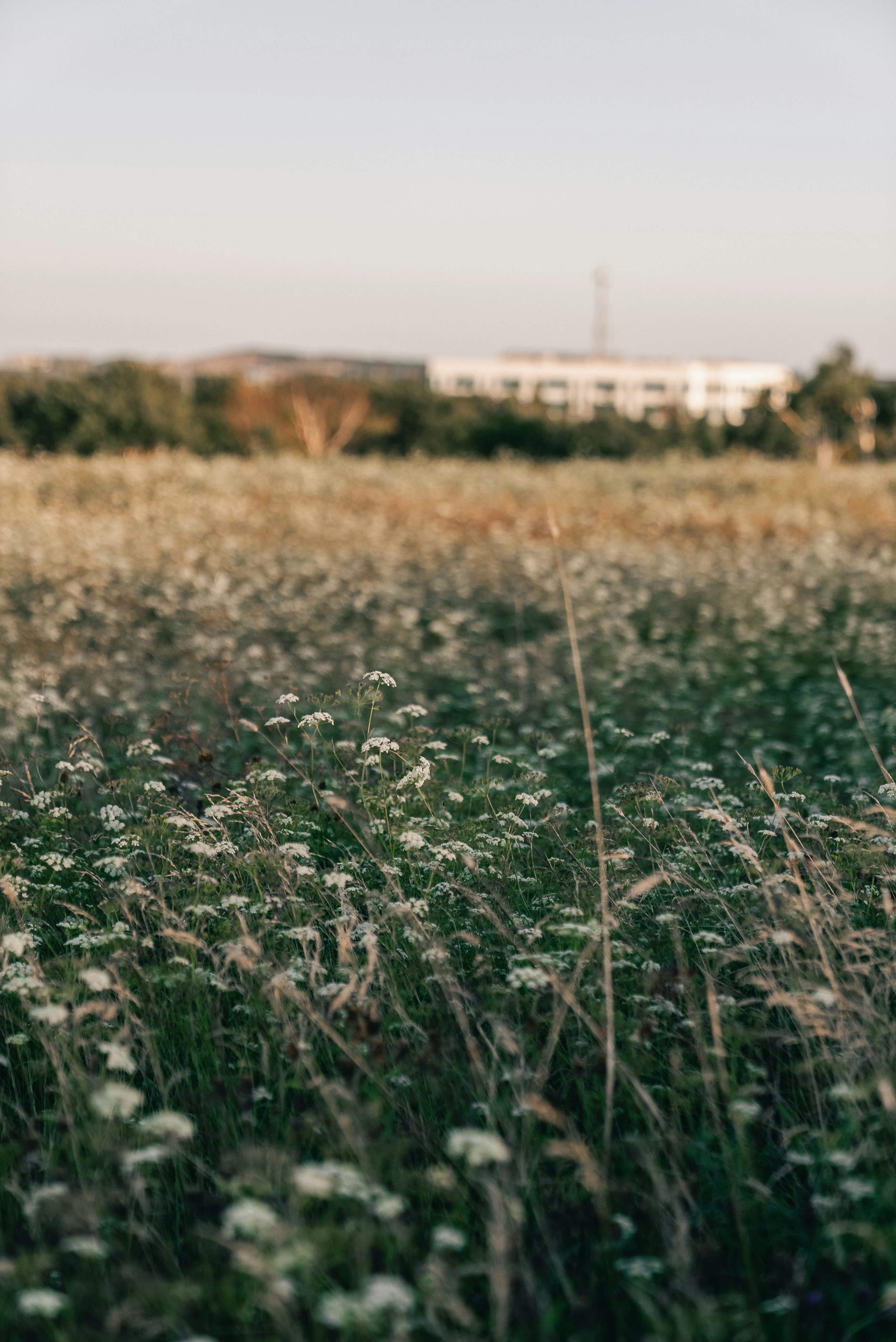 Field of Quiet Bloom: Wildflowers Leading to the Distant Horizon