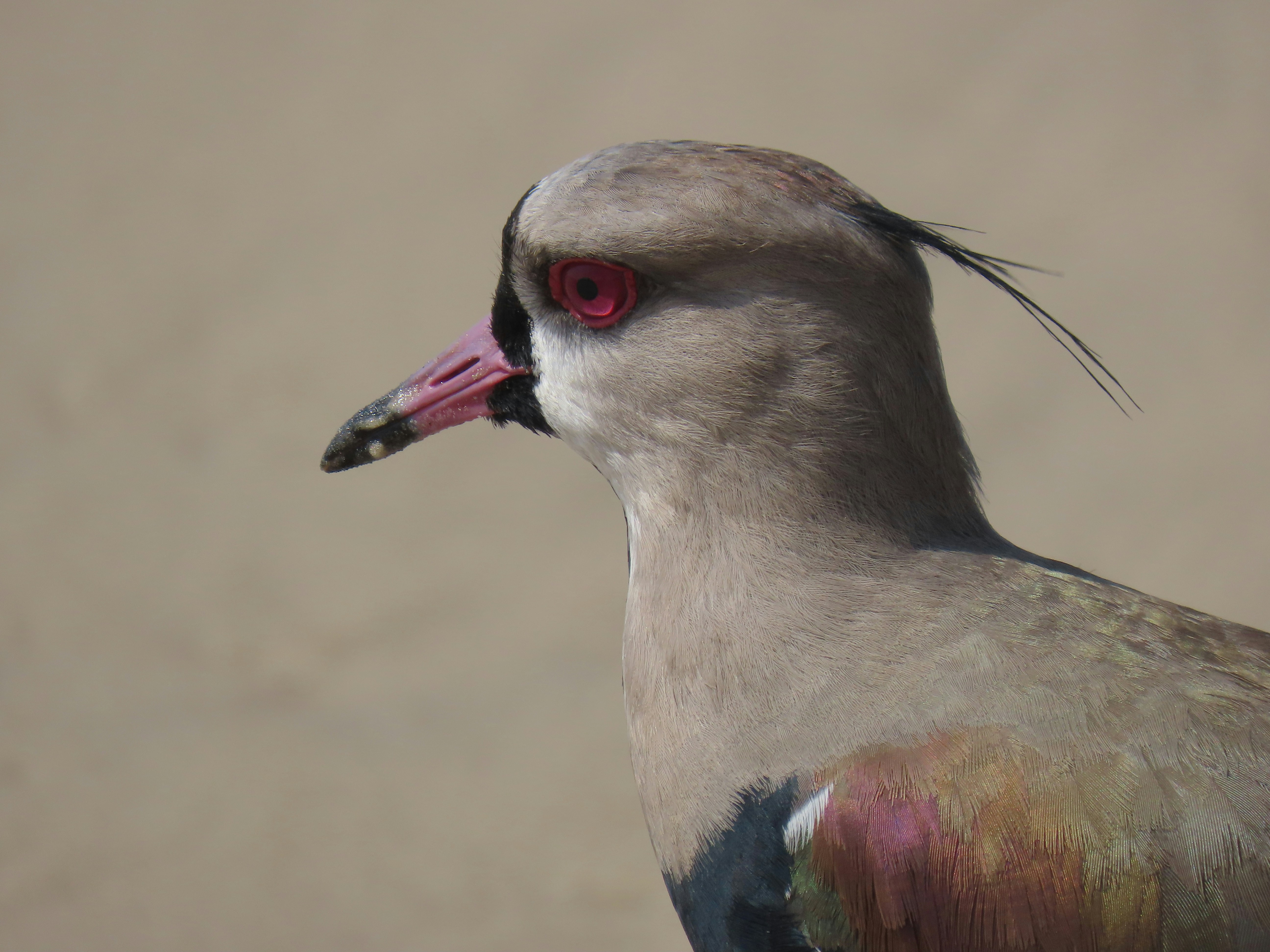 Red-eyed Lapwing Portrait: Sharp Gaze Against a Soft Sandback