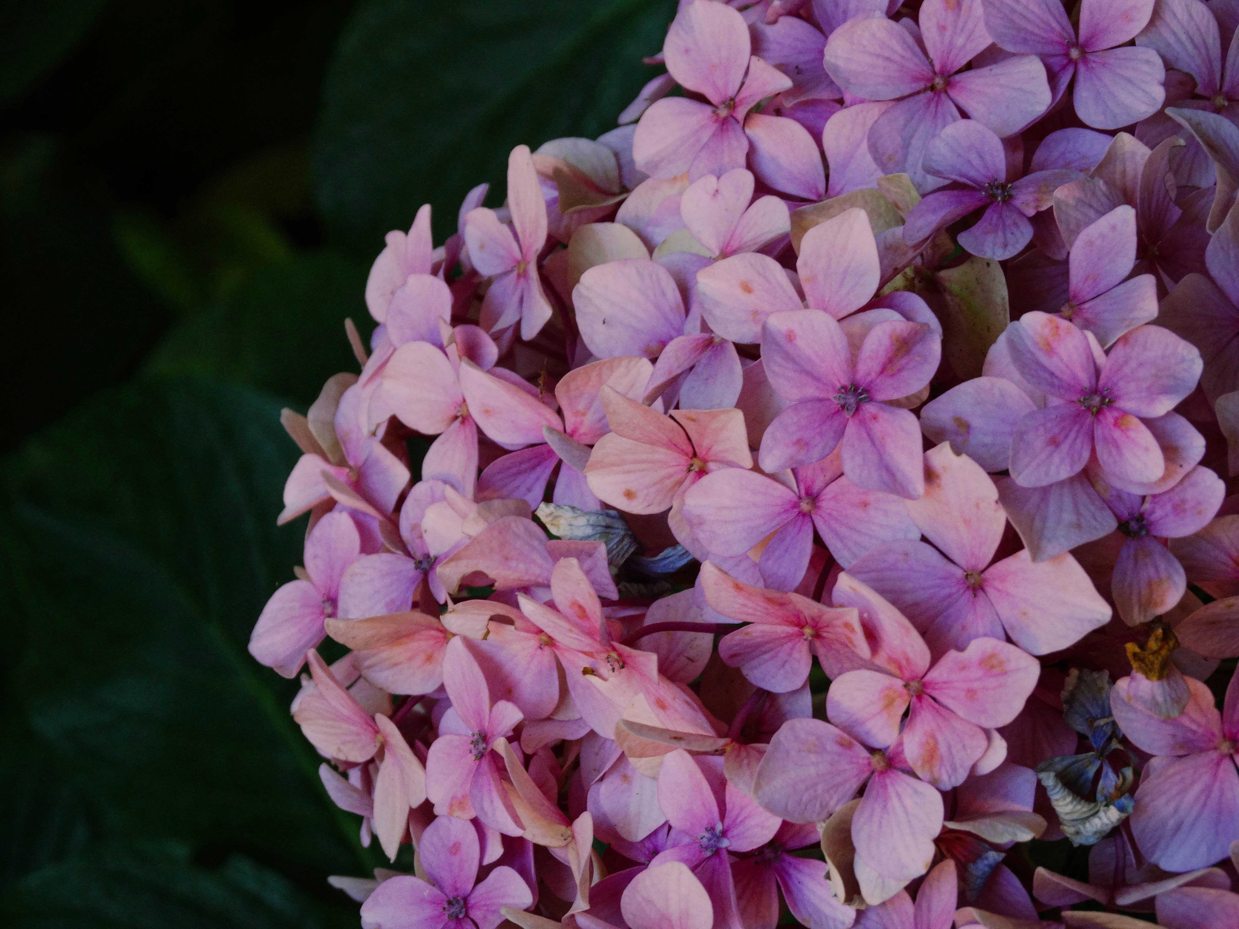 Hydrangea Cloud: a close-up of pastel blossoms