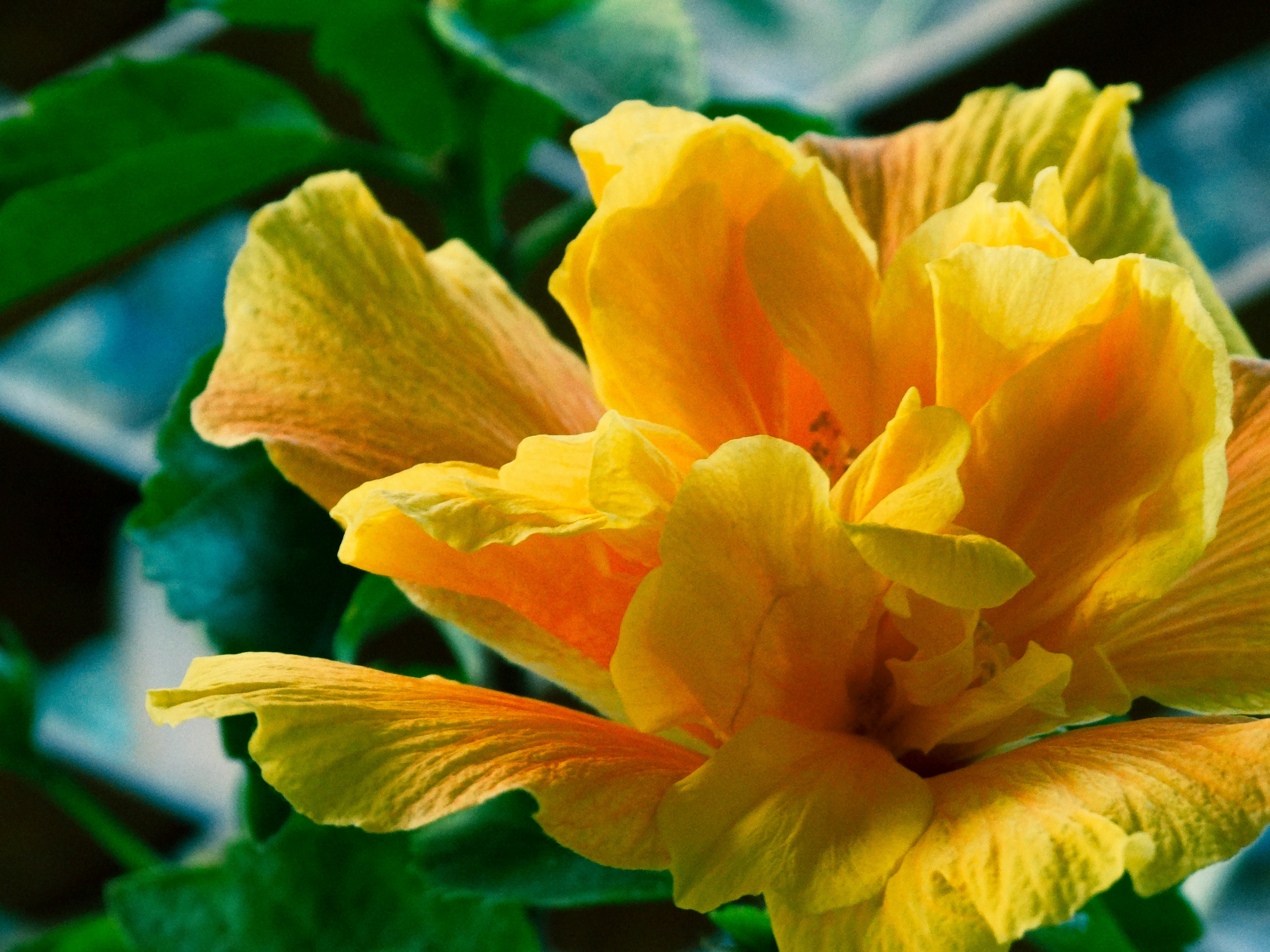 Sunlit Fuji Petals: A Golden Hibiscus Cascade