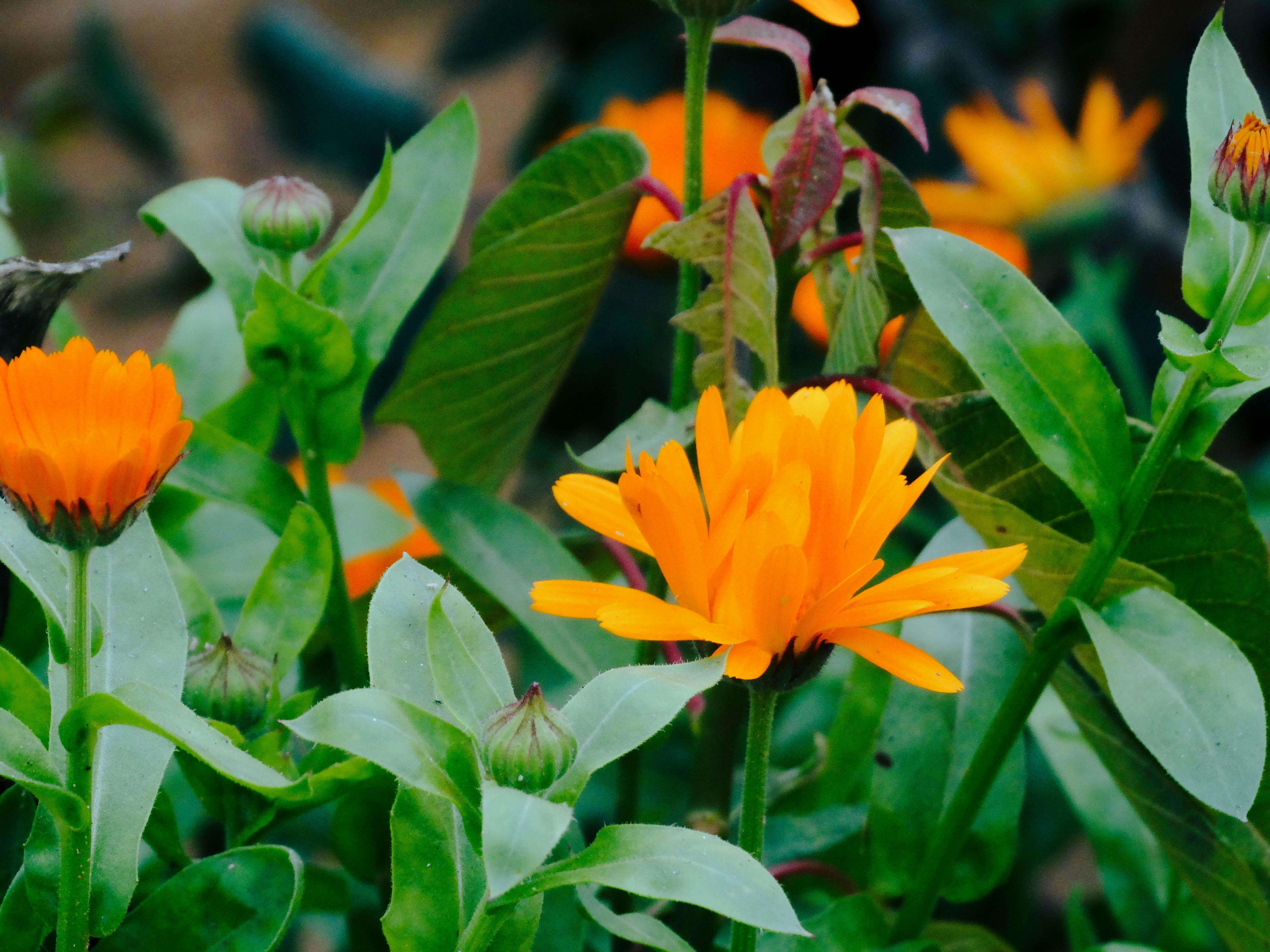 Orange Bloom in a Sunlit Garden