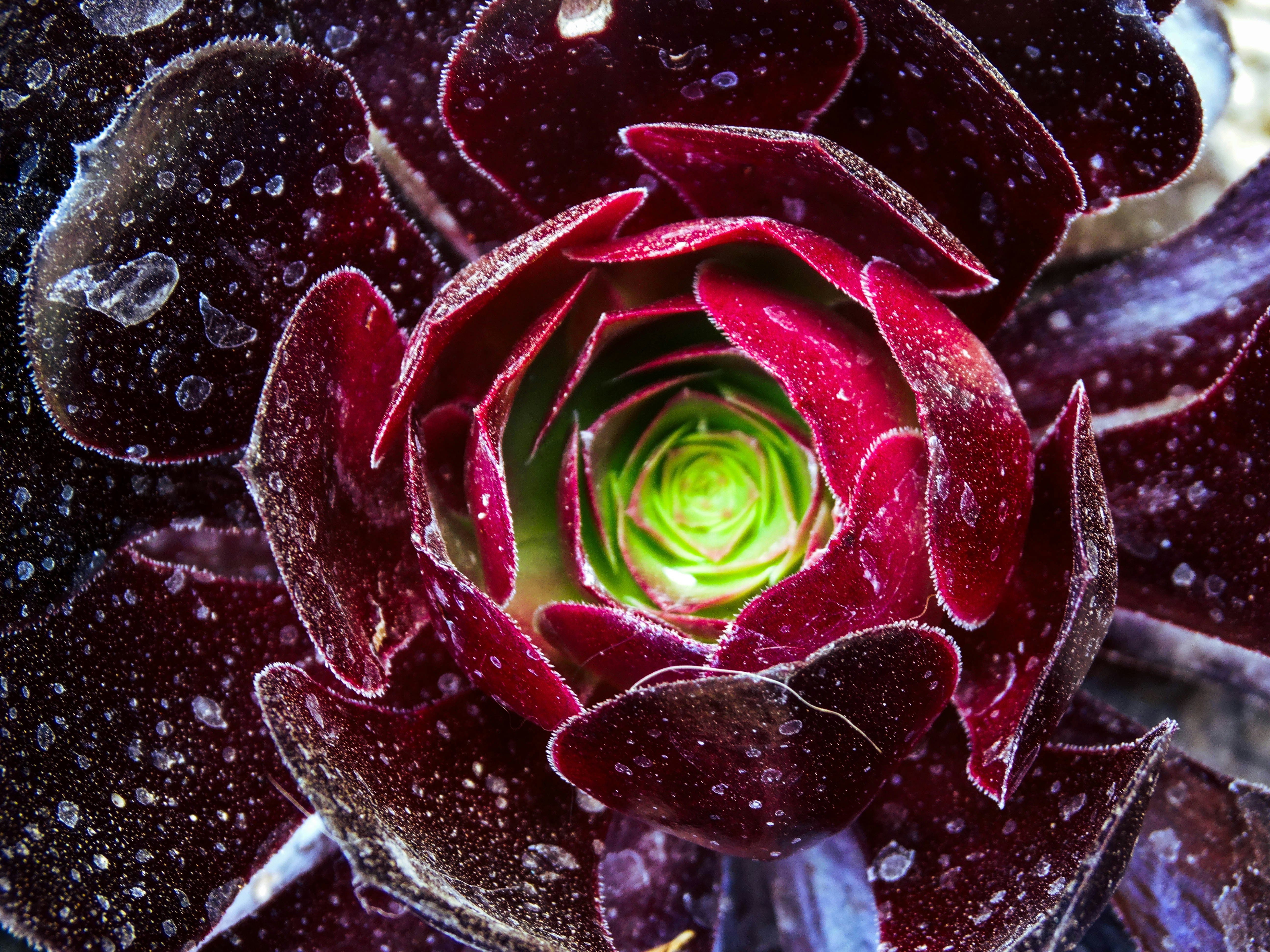 Centerfold Succulent: Neon Green Core in Crimson Garden