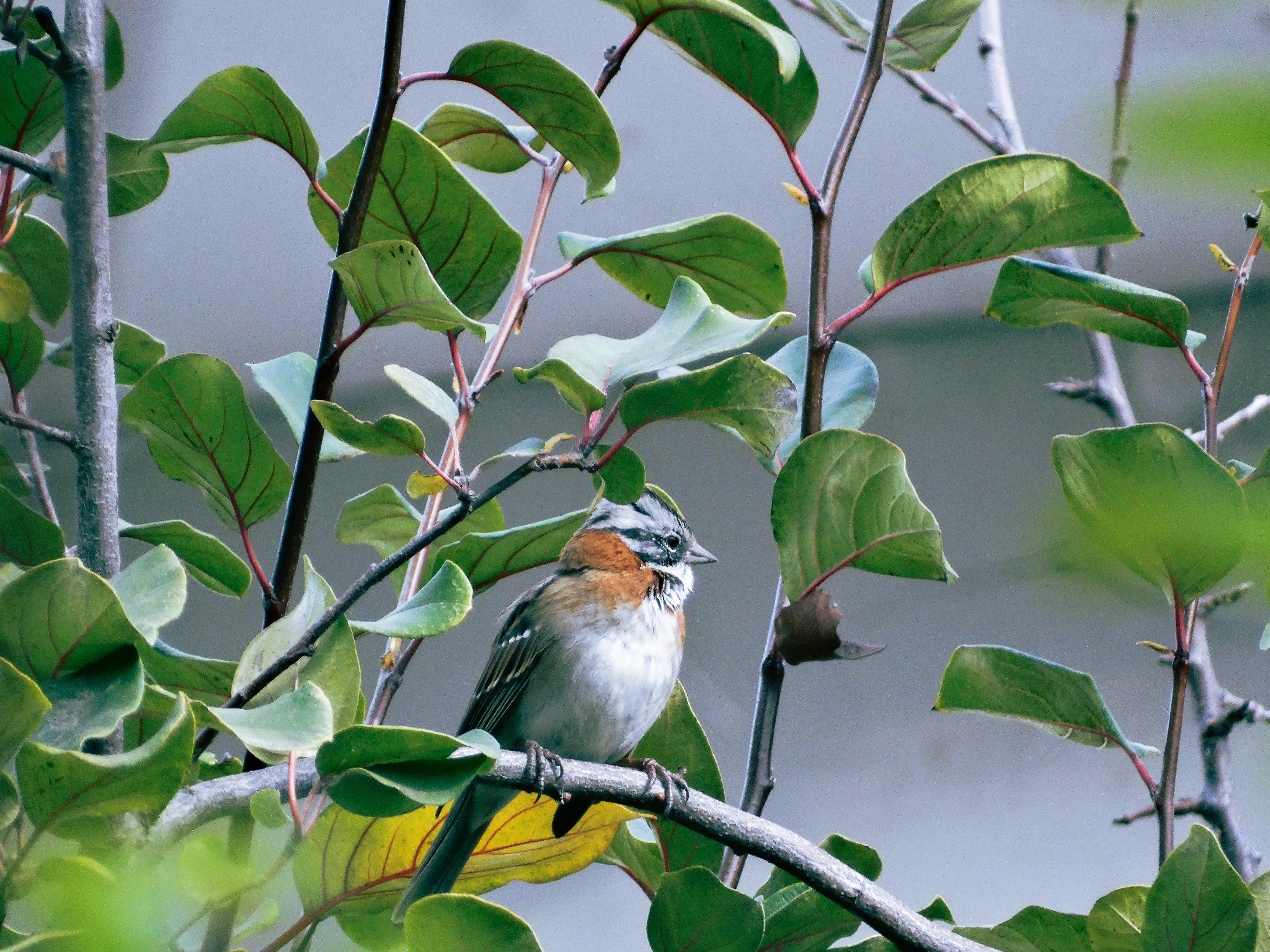Miniature Songbird Amid Emerald Branches