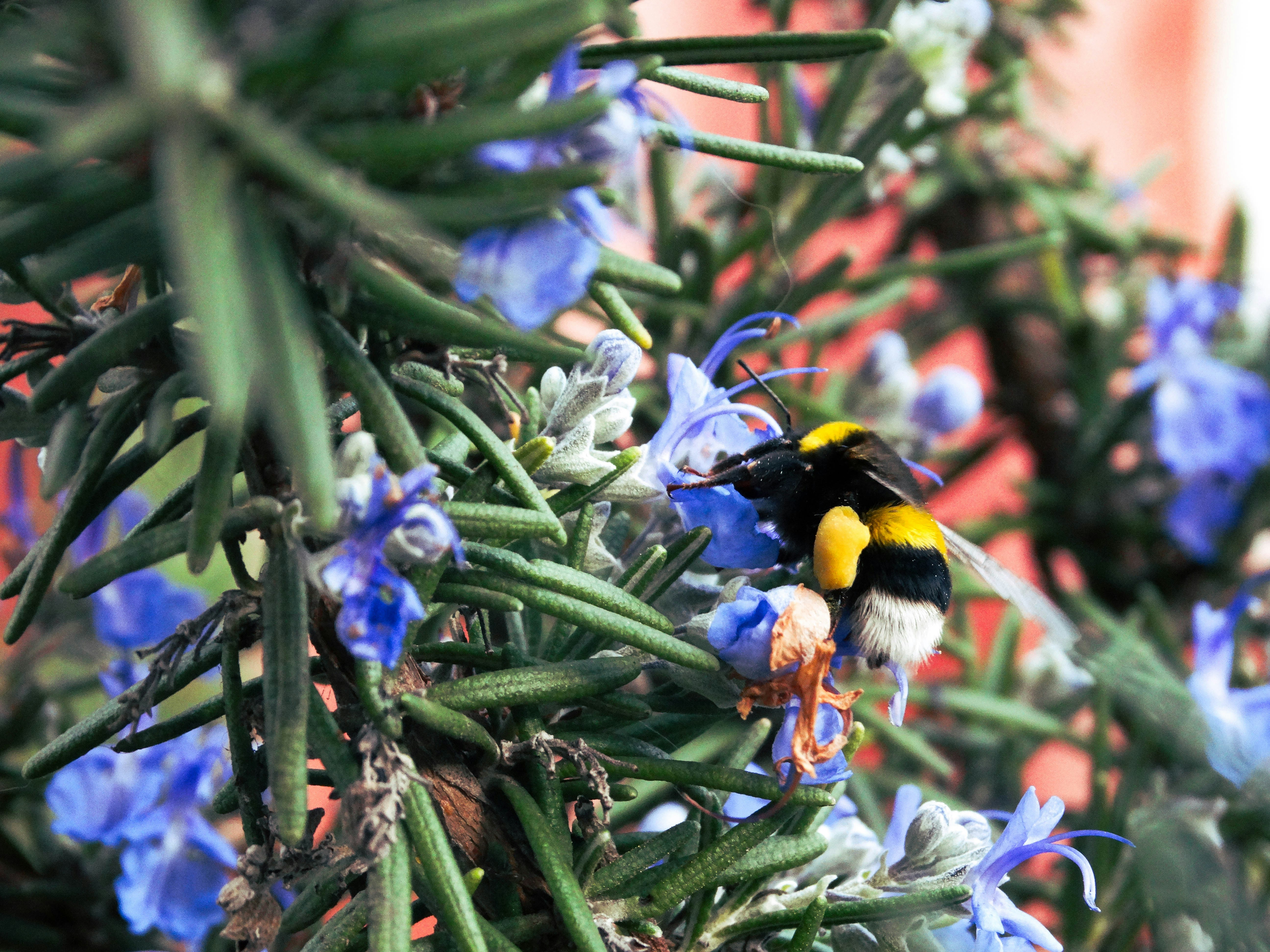 Tiny Harvester on Indigo Blooms: A Bee’s Moment Among Lavender and Blue