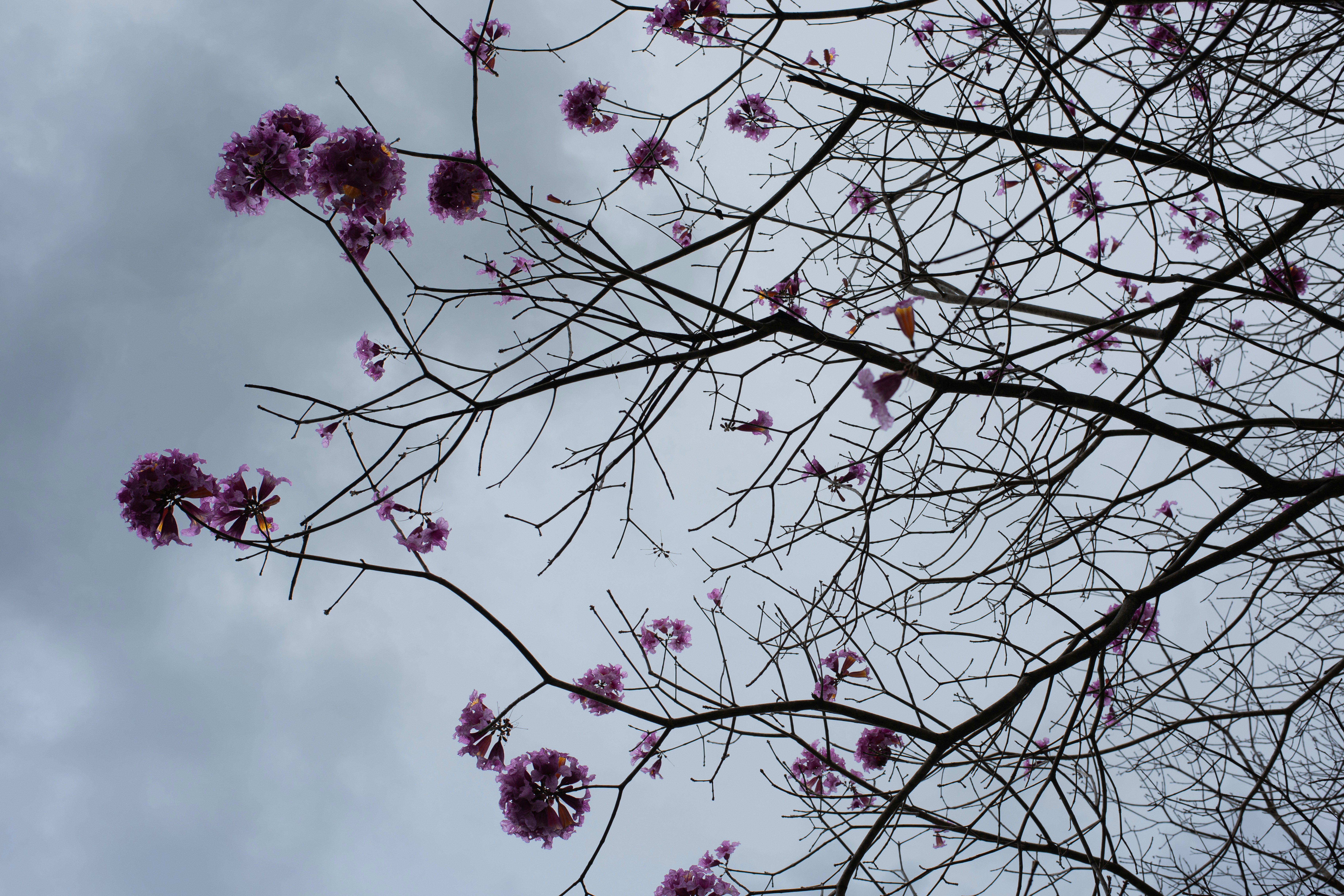 Bare branches with pink blossoms reach across a muted gray sky, highlighting delicate clusters suspended in a stark, wind-swept scene. This is a natural, photographic capture of seasonal bloom against a moody backdrop.