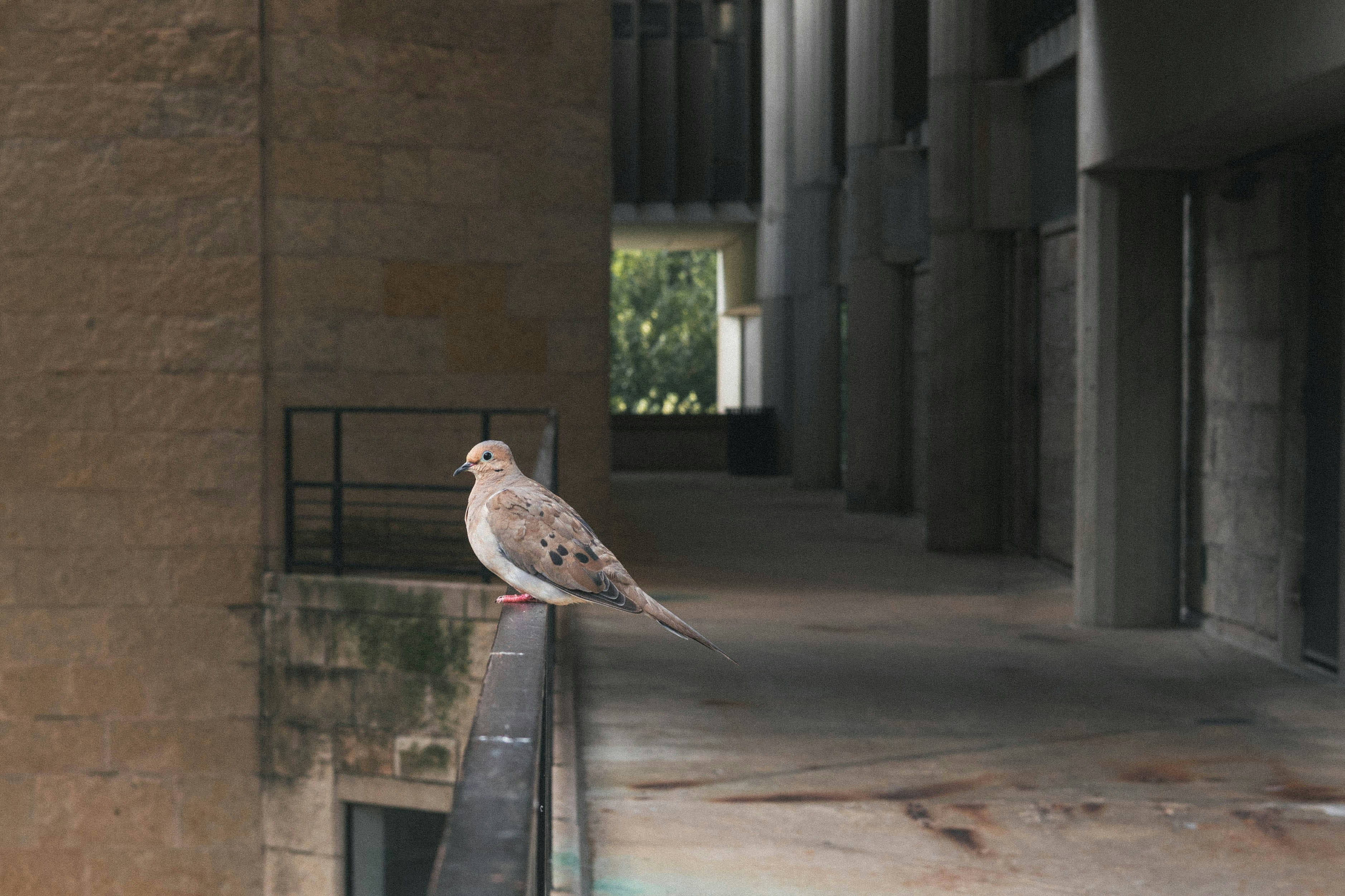 Pigeon at the Edge: Quiet Urban Bridge