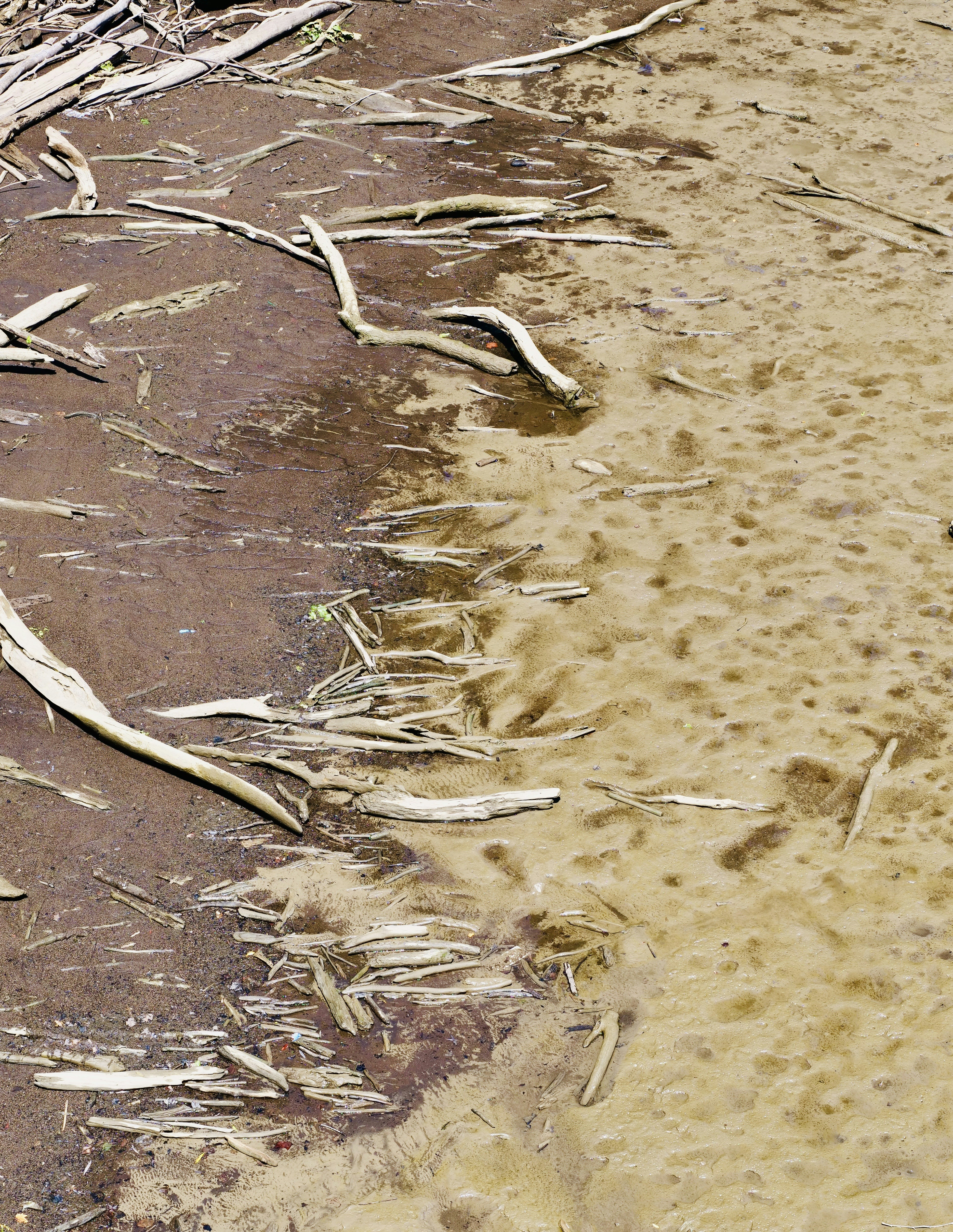 Mud and driftwood line a shallow, muddy shore with water retreating from the edge, highlighting textured sediment and scattered sticks.