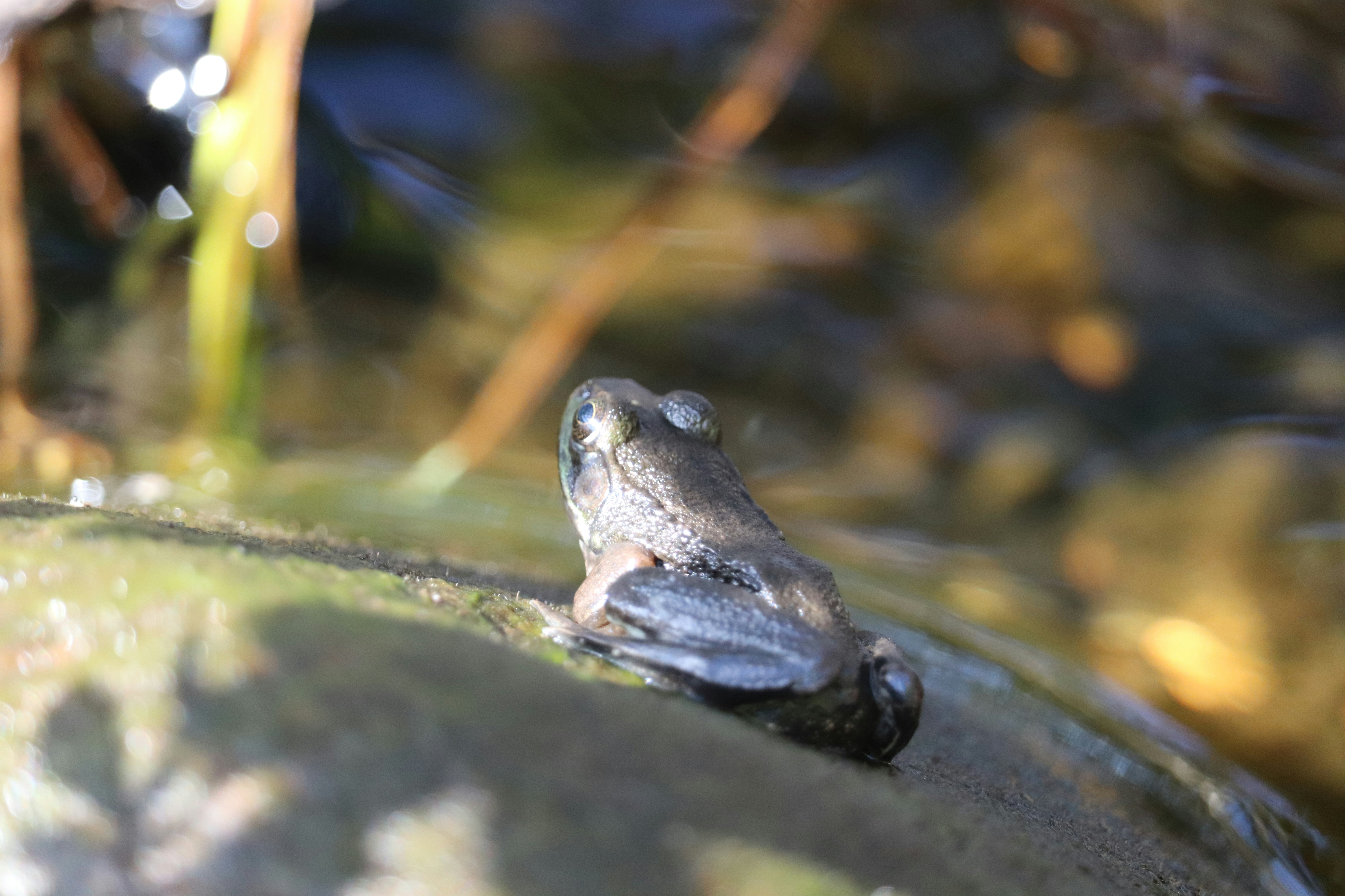 Emerald Ridge: A Frog Perched on a Mossy Stone by Dappled Water