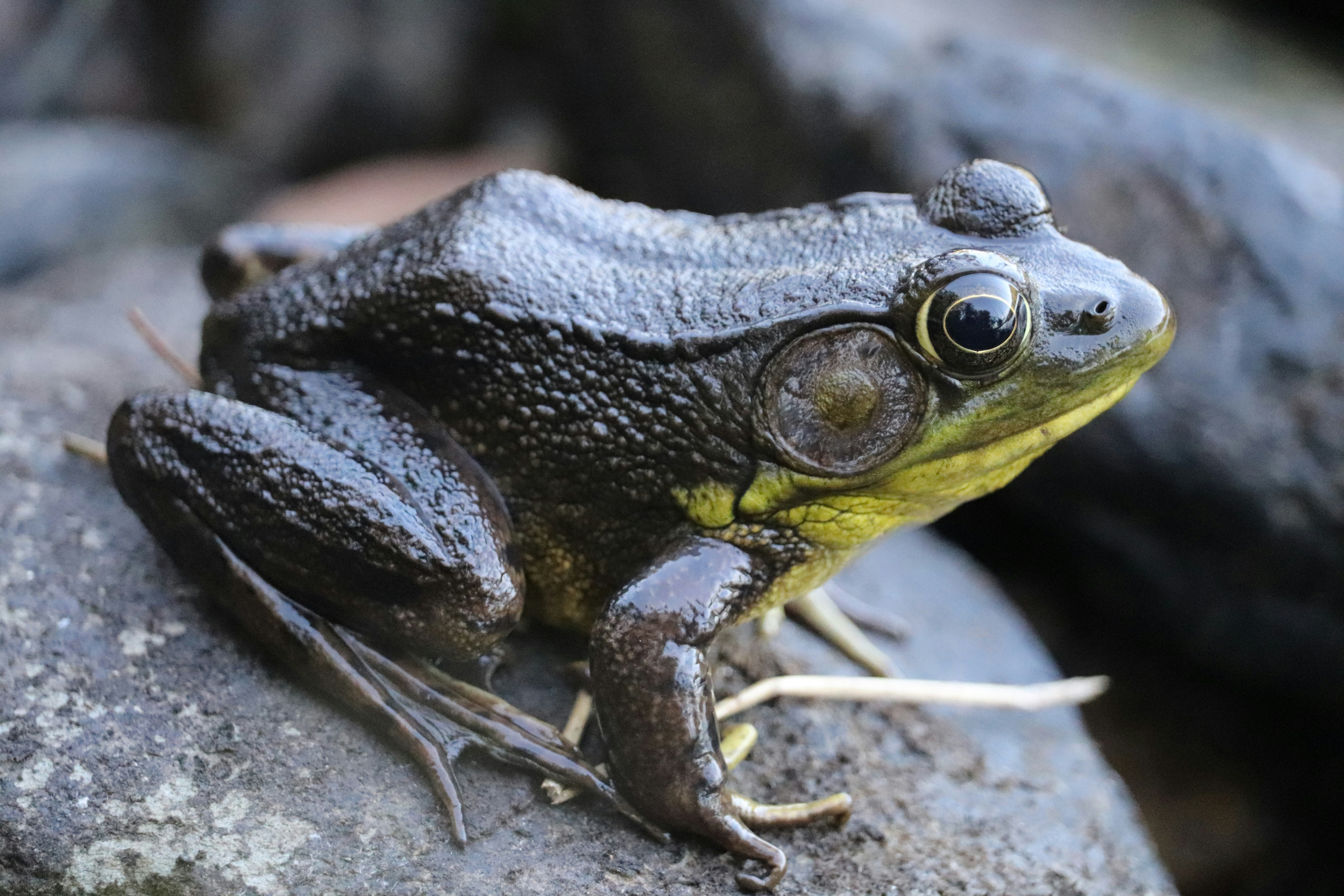 Granite Glide: A Frog Portrait Resting on the Riverbed
