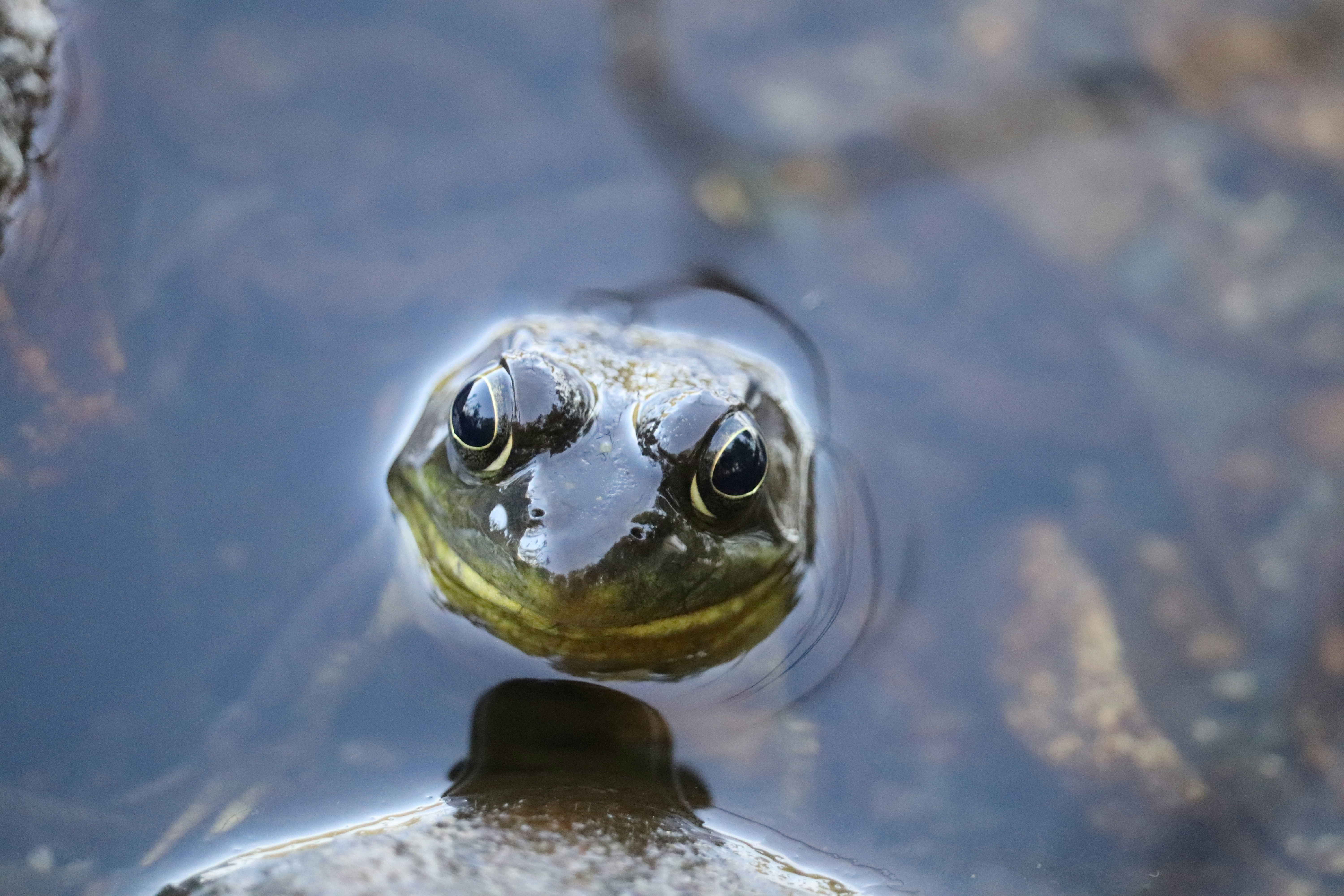 Emerging from the Quiet Pool: The Frog's Curious Gaze