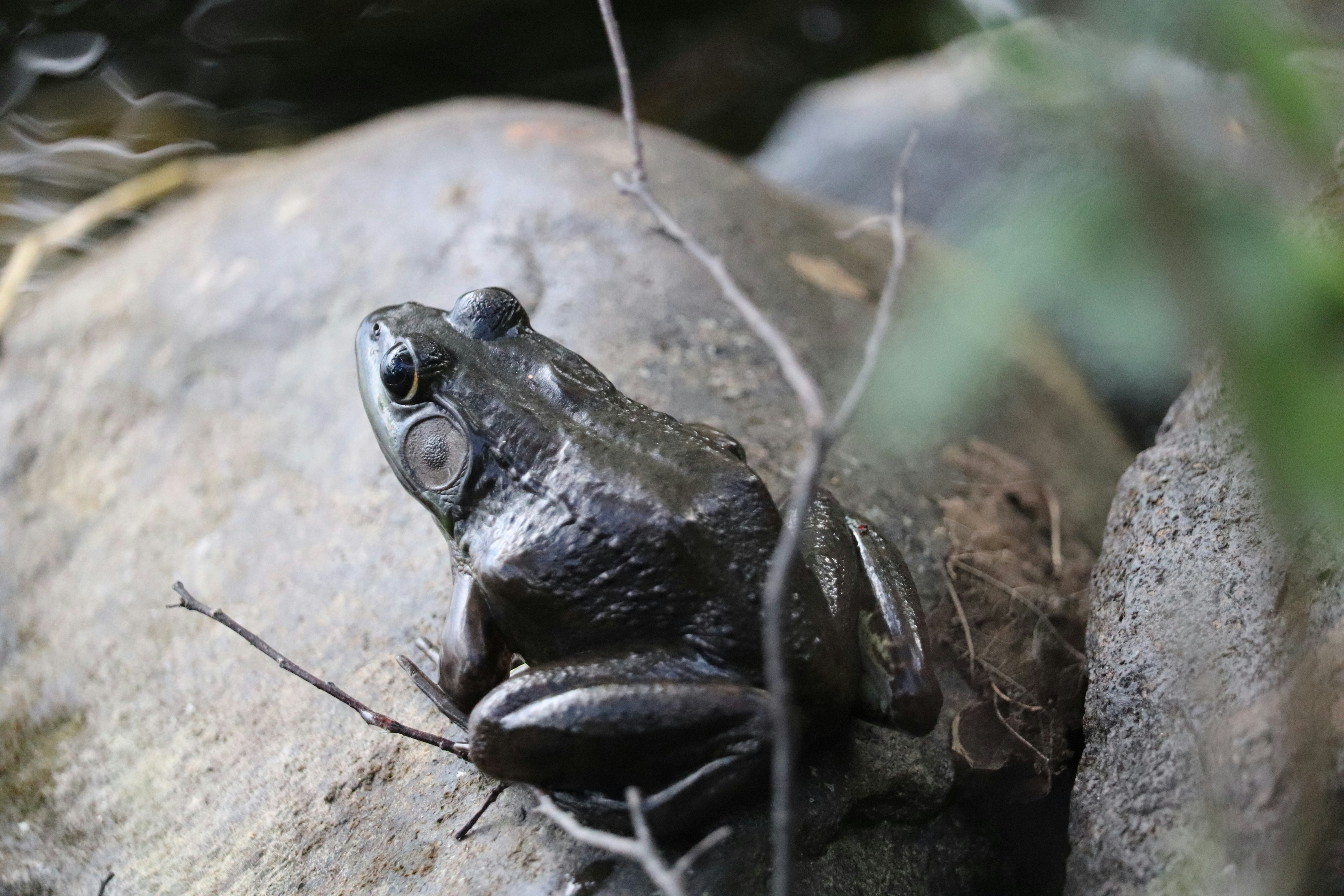 Stoic Dorsal Camouflaged: A Small Grotto Frog on Stones