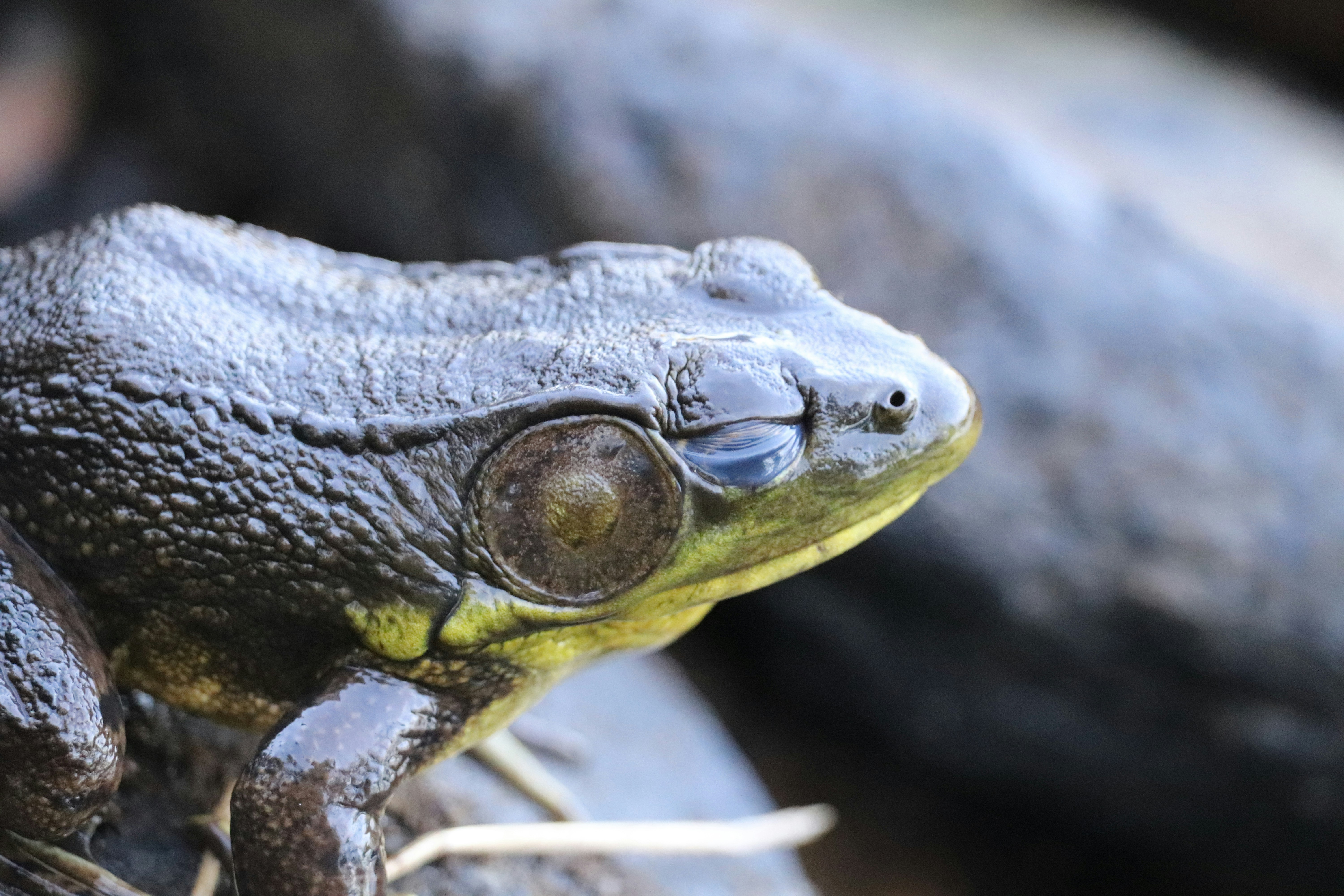 Close-Up of a Patinated Amphibian Snout and Eye resting on a Stone