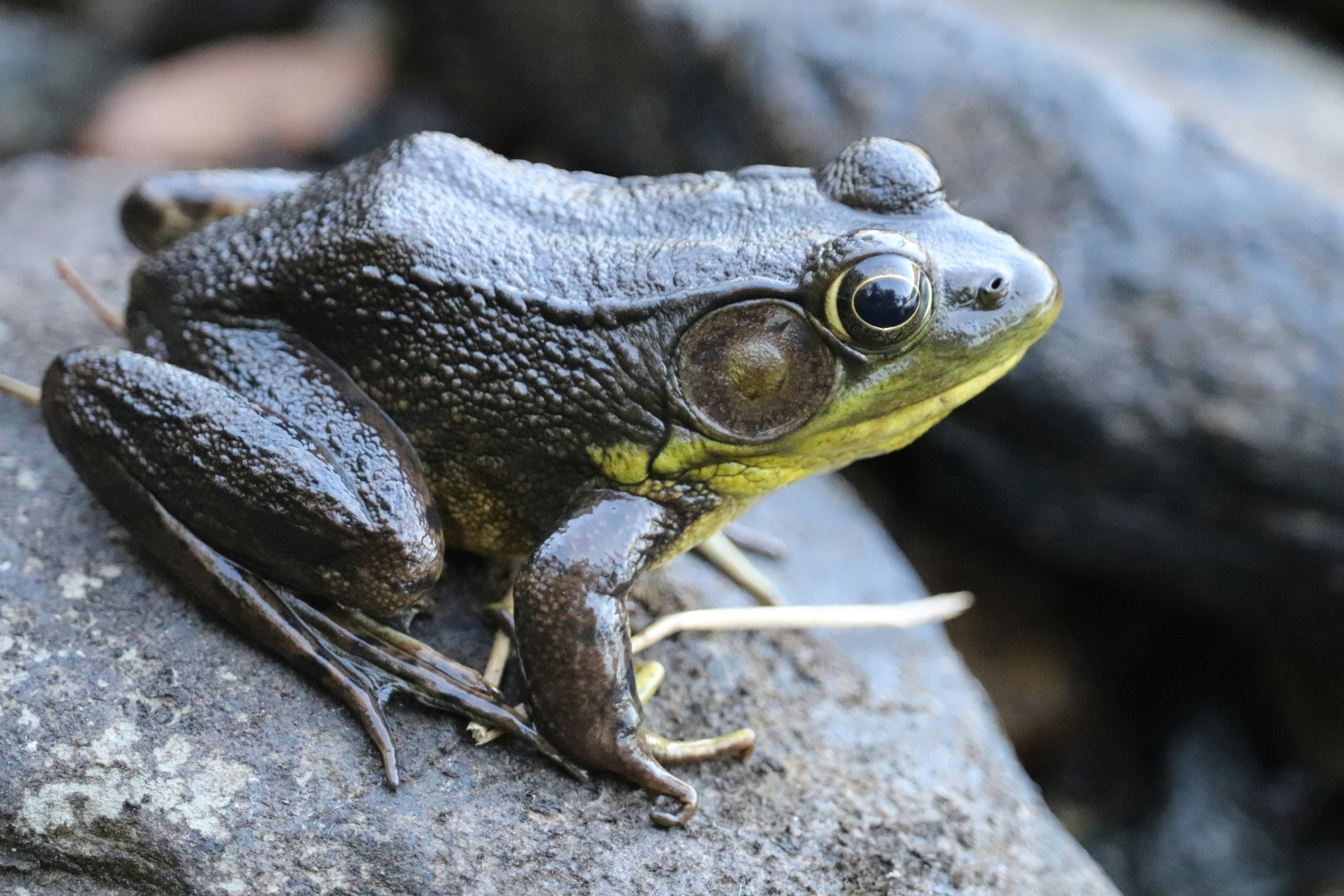 Golden-green Eyes on a Rock Dweller