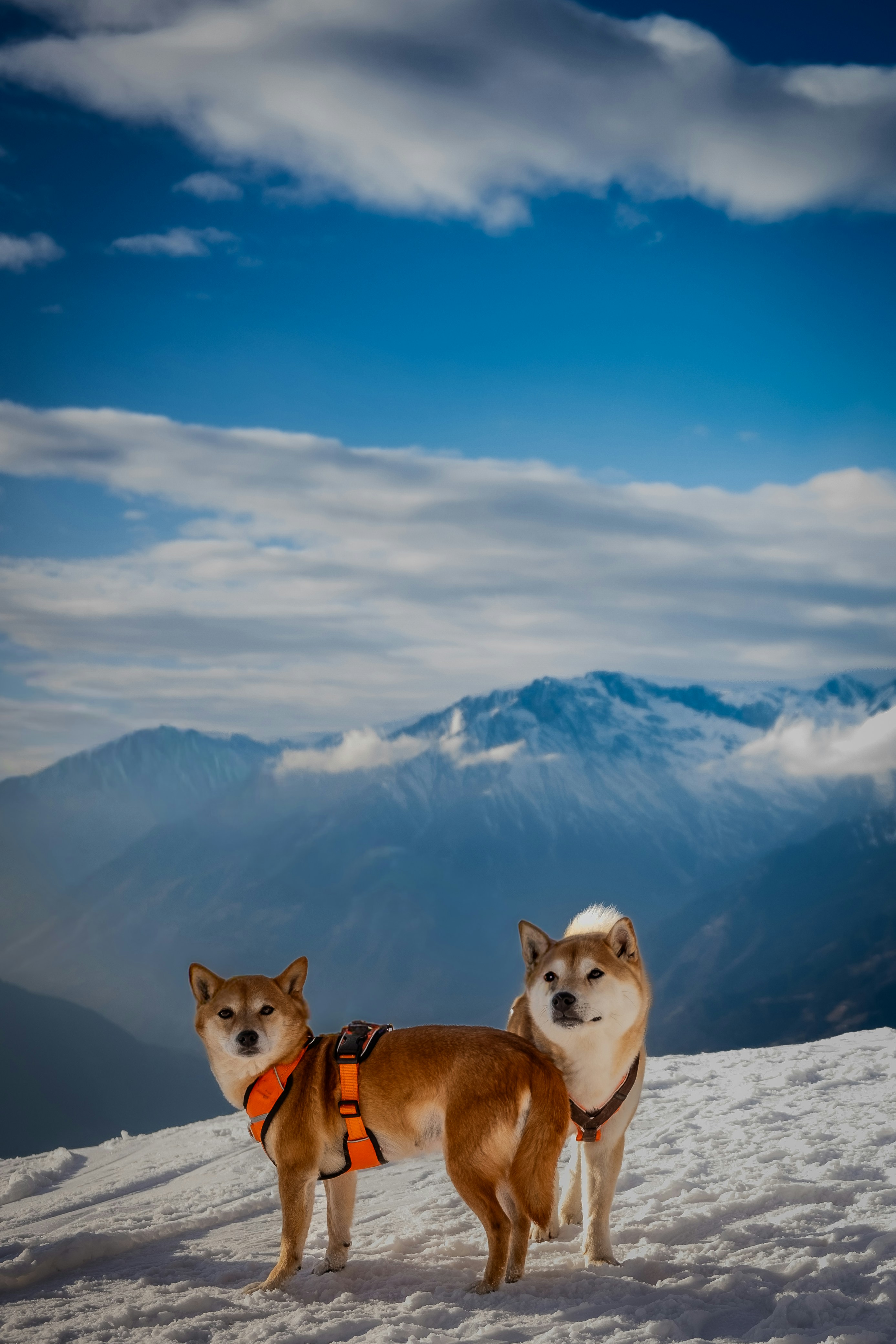 Two Arctic Companions Cast in Snow at Alpine Horizon