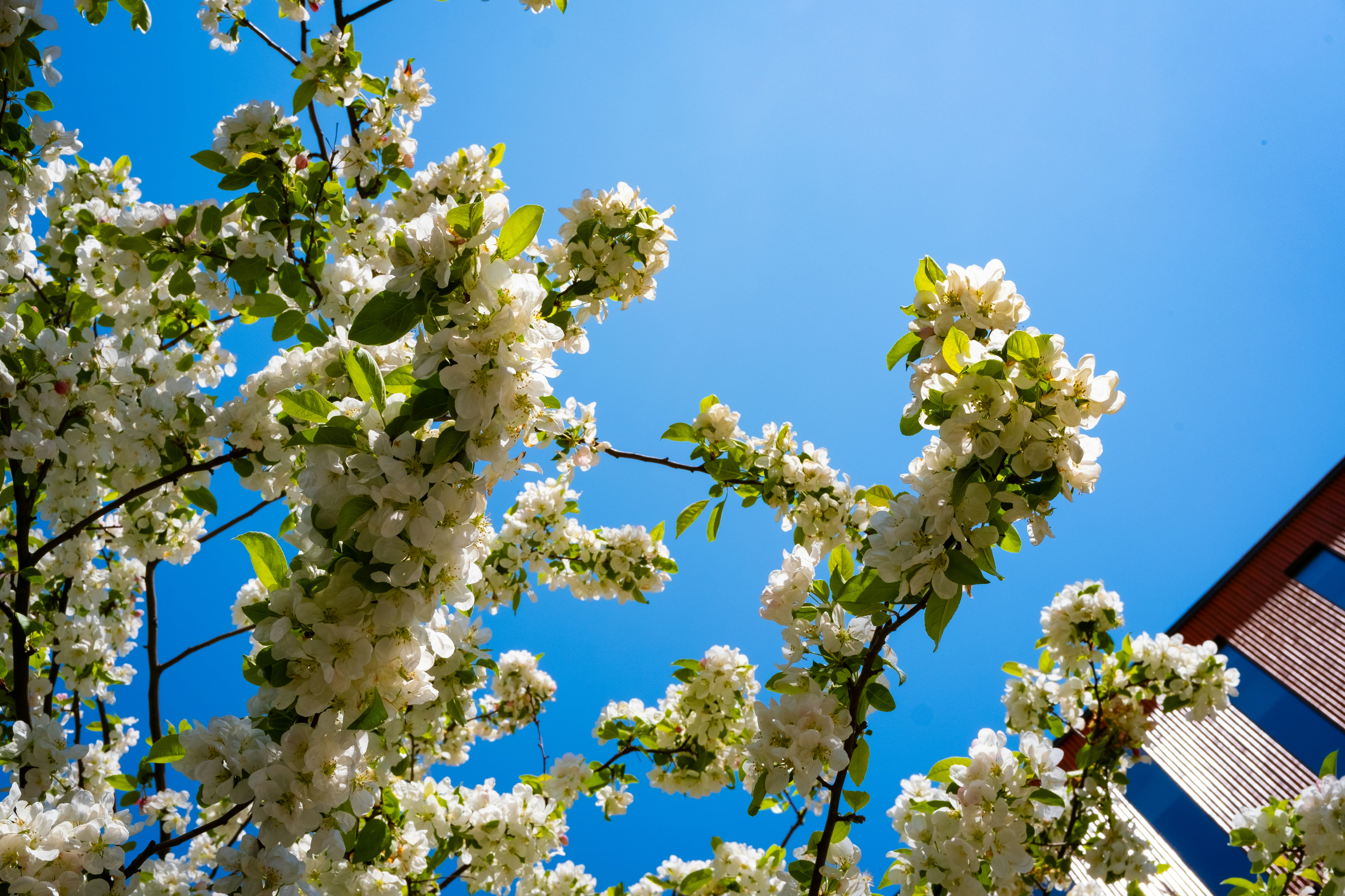 Blossoms Reaching Toward a Bright Blue Noon
