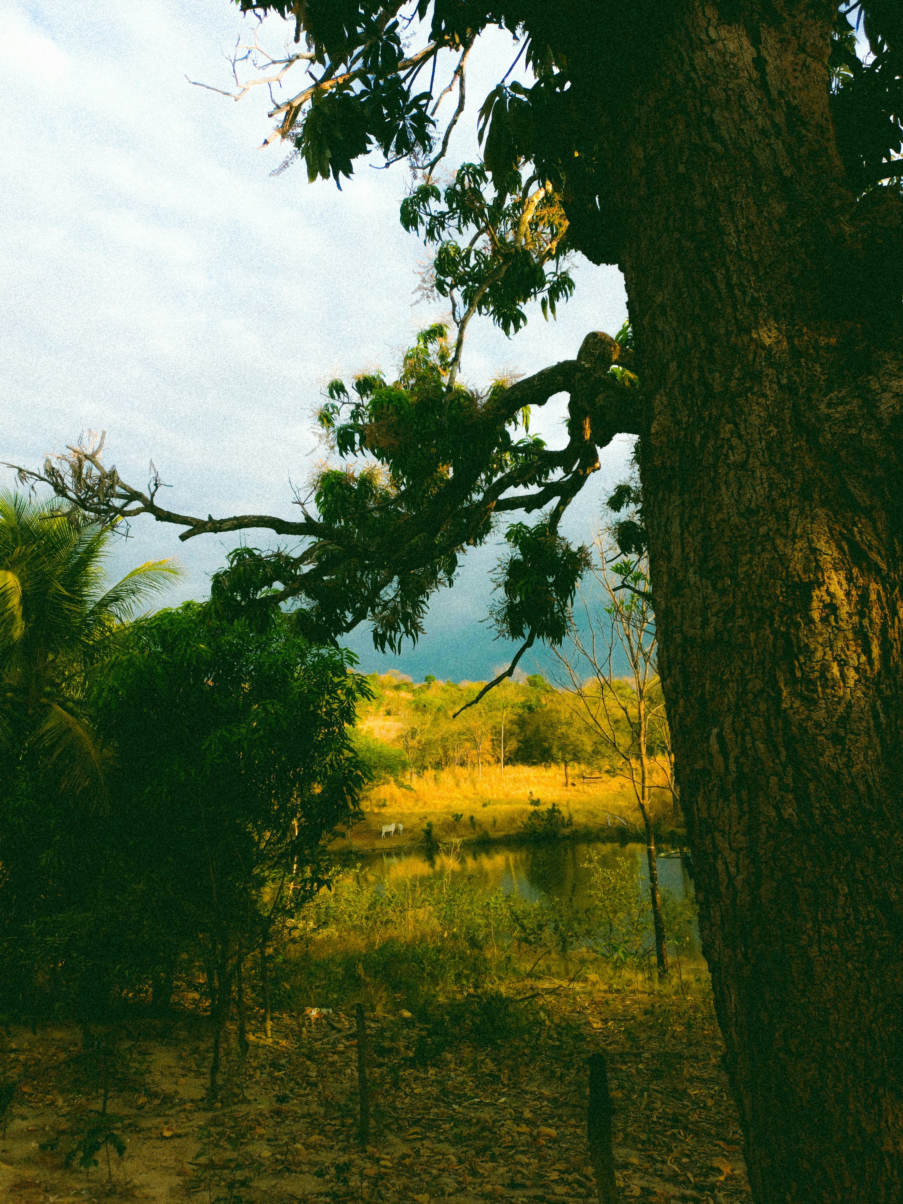 Sunlit Trunk and Gnarled Branches Framing a Quiet Landscape