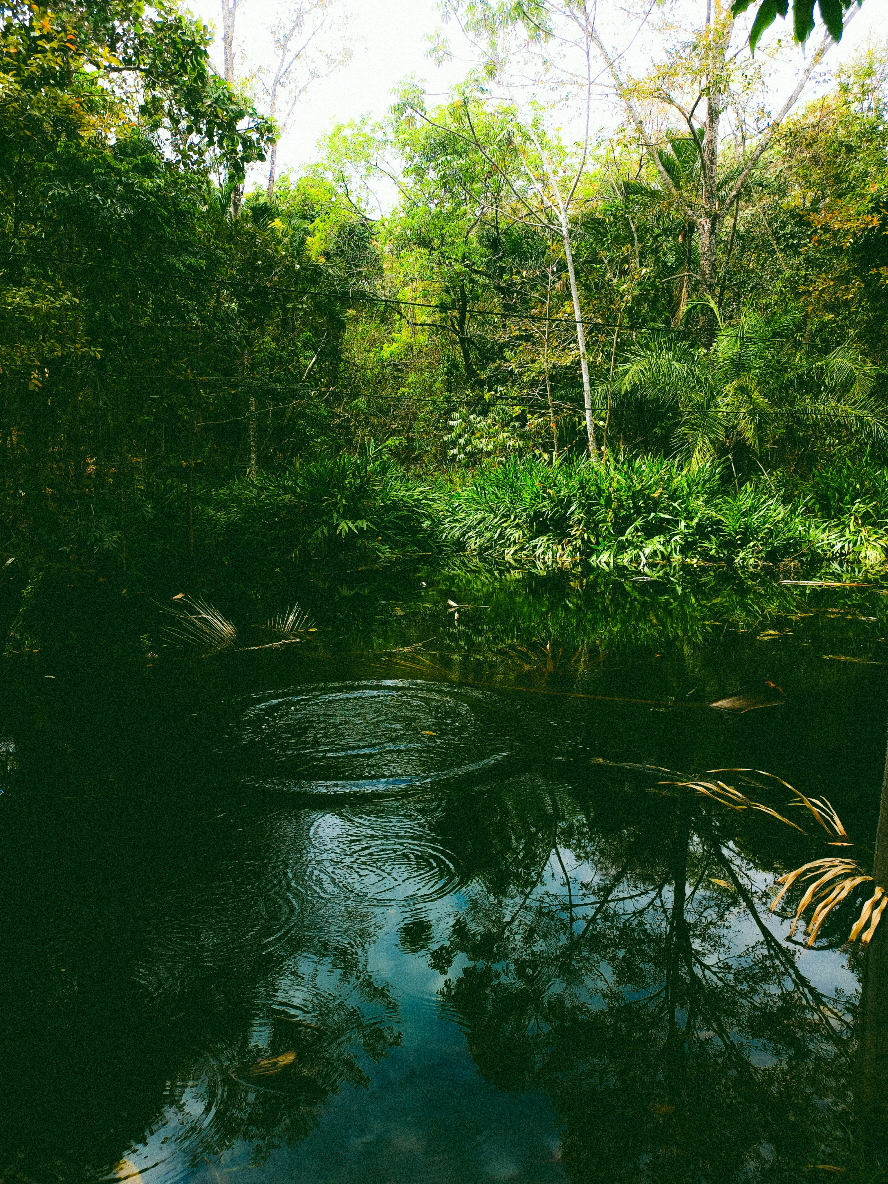 Quiet Reflection: Edge of a Forested Pool