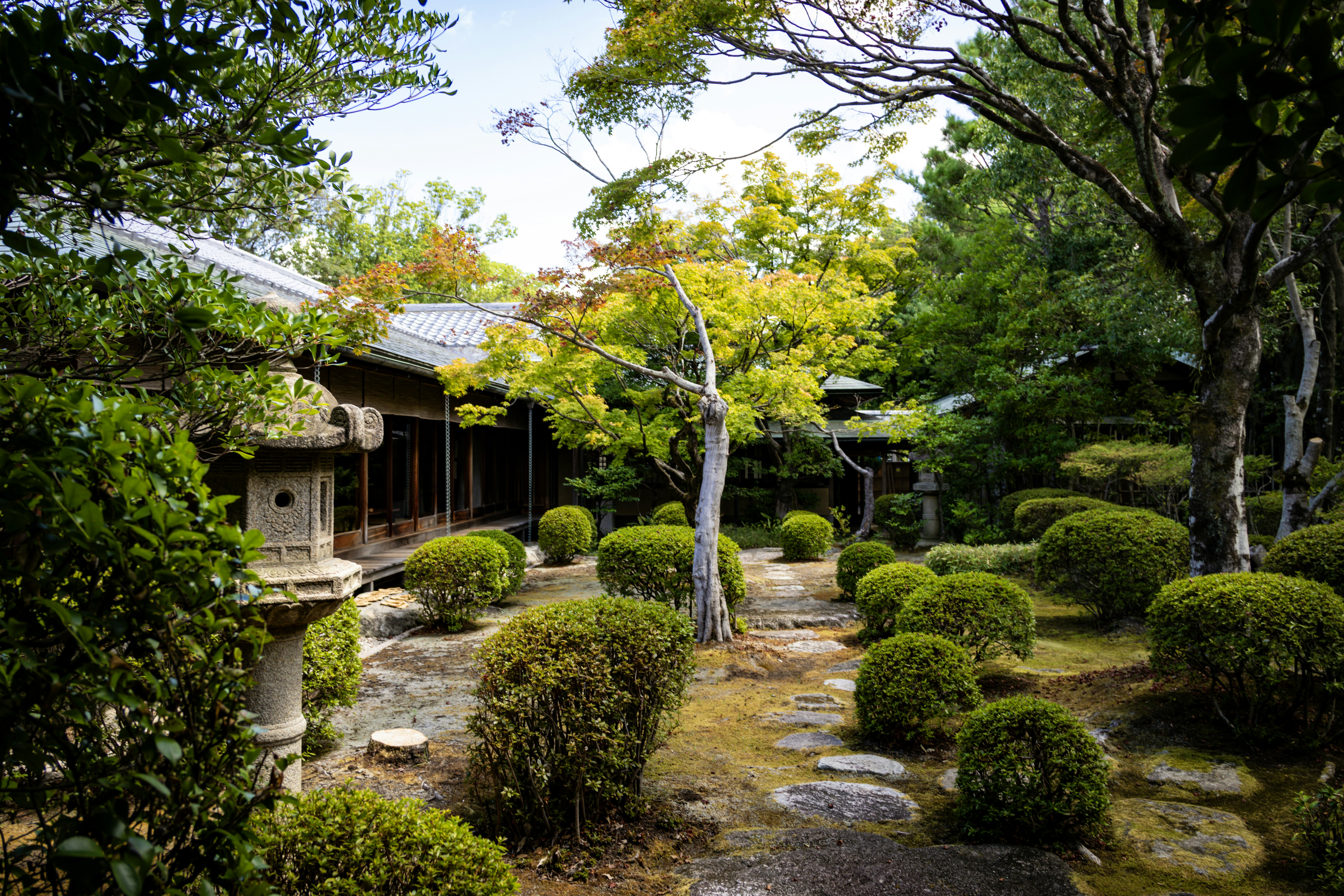 Serene Japanese Garden Pathway Through Pruned Greenery