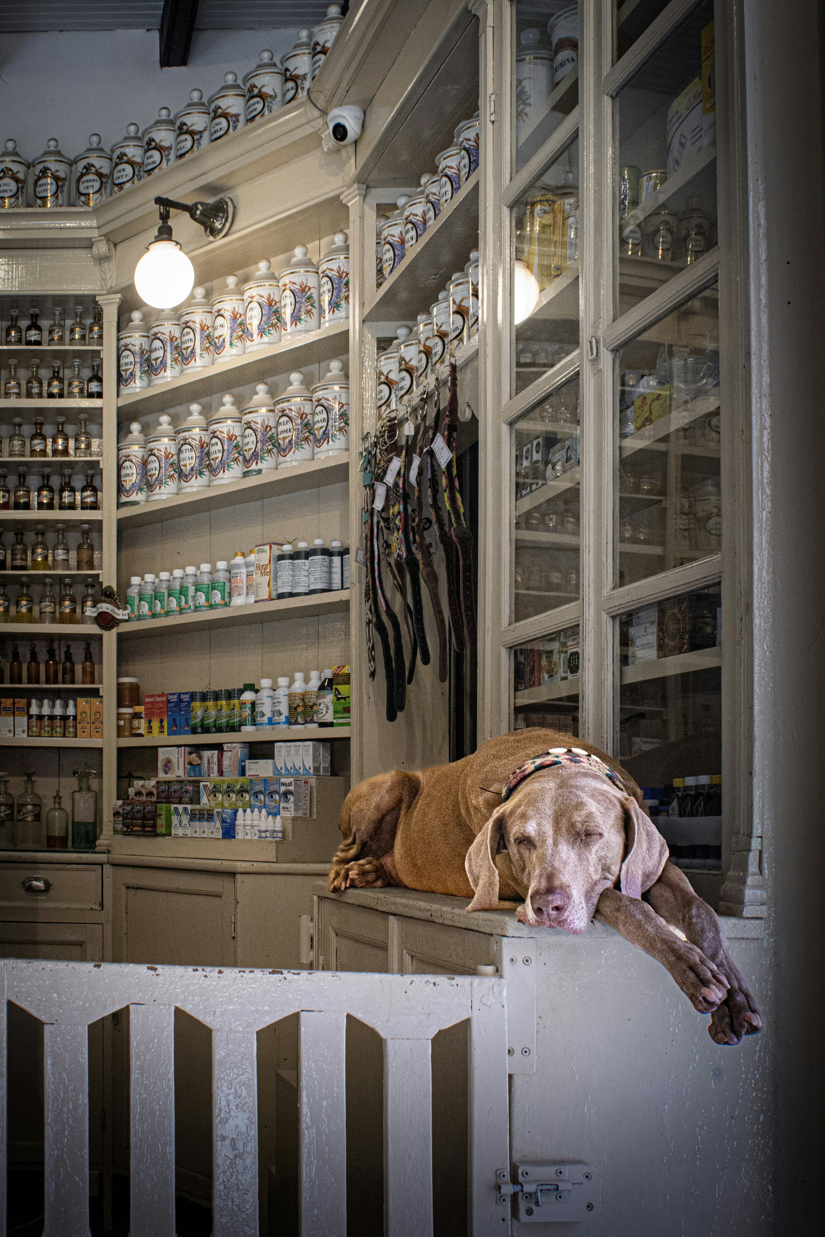 Lethargic Lounge: A Beagle on Duty Beyond the Pharmacy Shelves