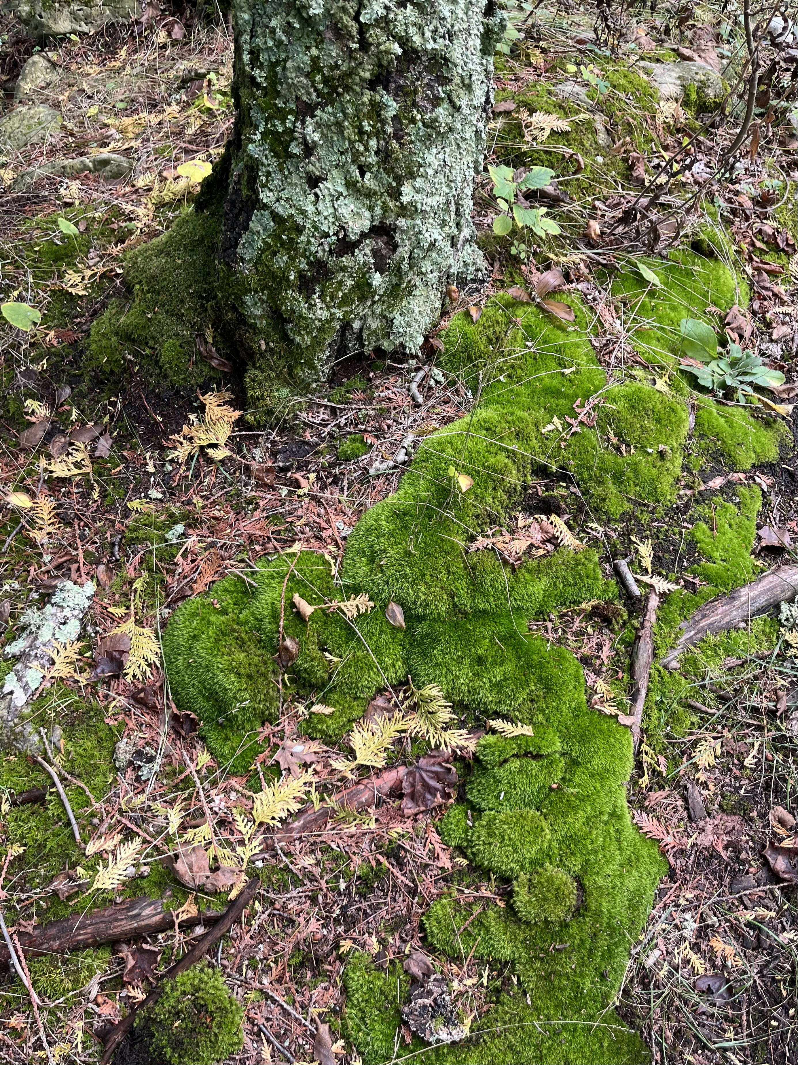 Moss-Cilled Trunk: A Forest Floor Carpet of Ferns and Foliage