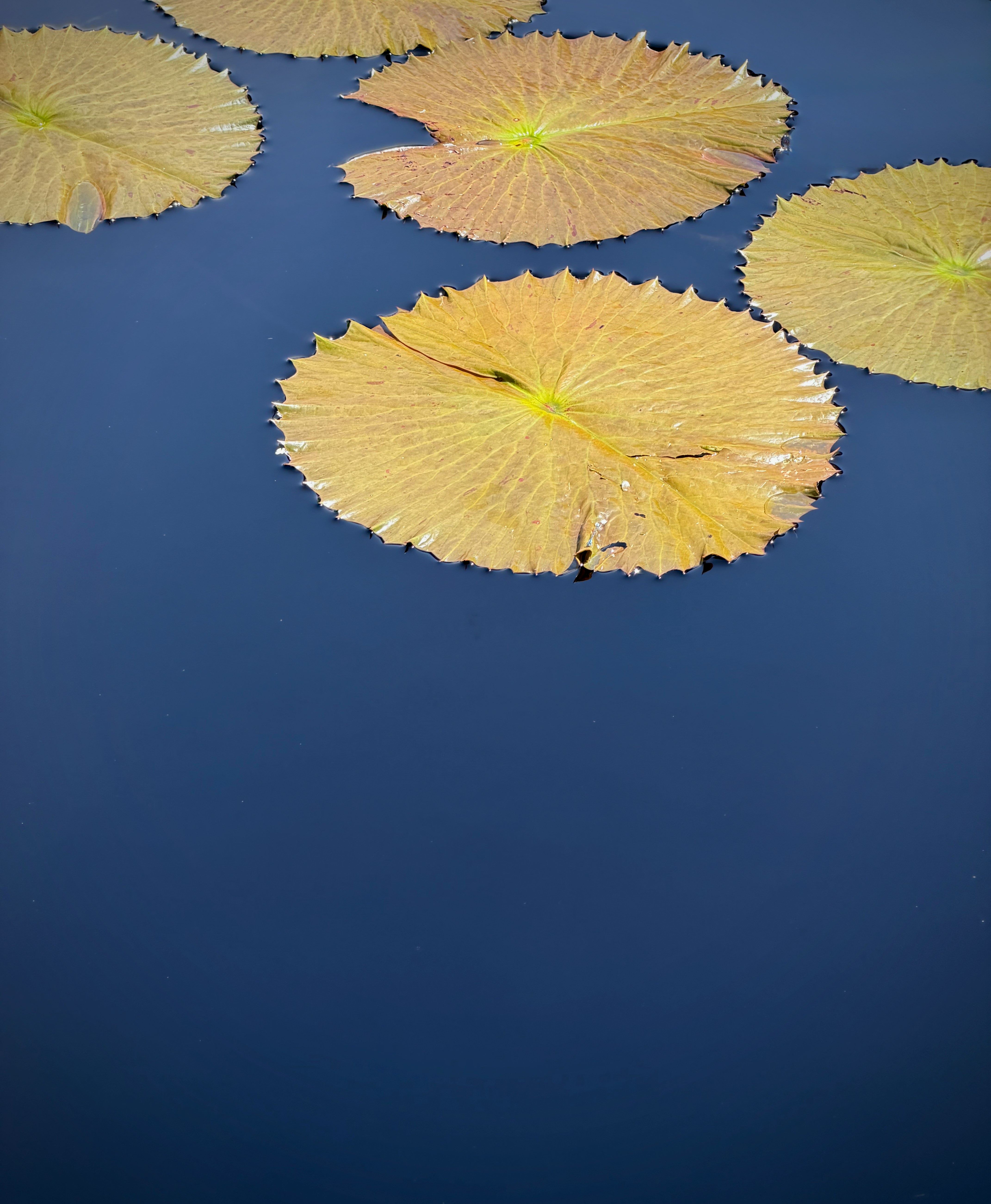 Golden Lily Pads Drift Across a Quiet Blue Pond