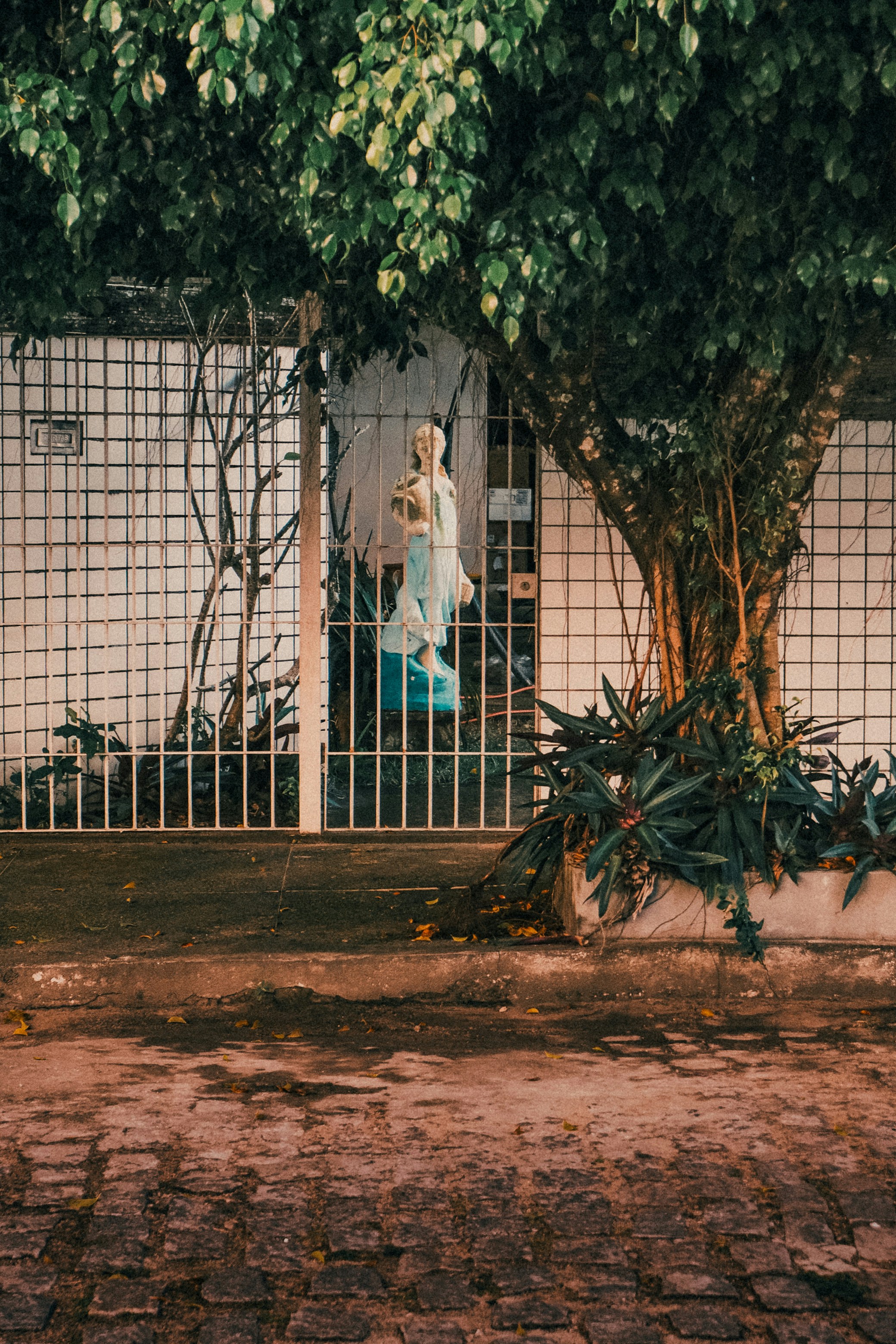 Behind the Gate: A Quiet Portrait Through Ferns and Fences