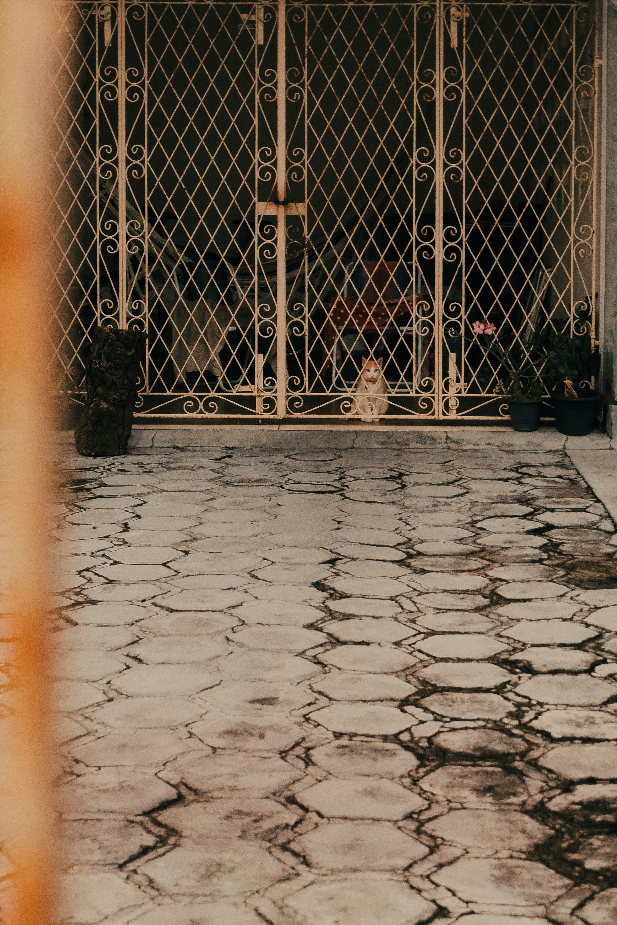 Cat in the Courtyard Gate: Quiet Eye at the Door