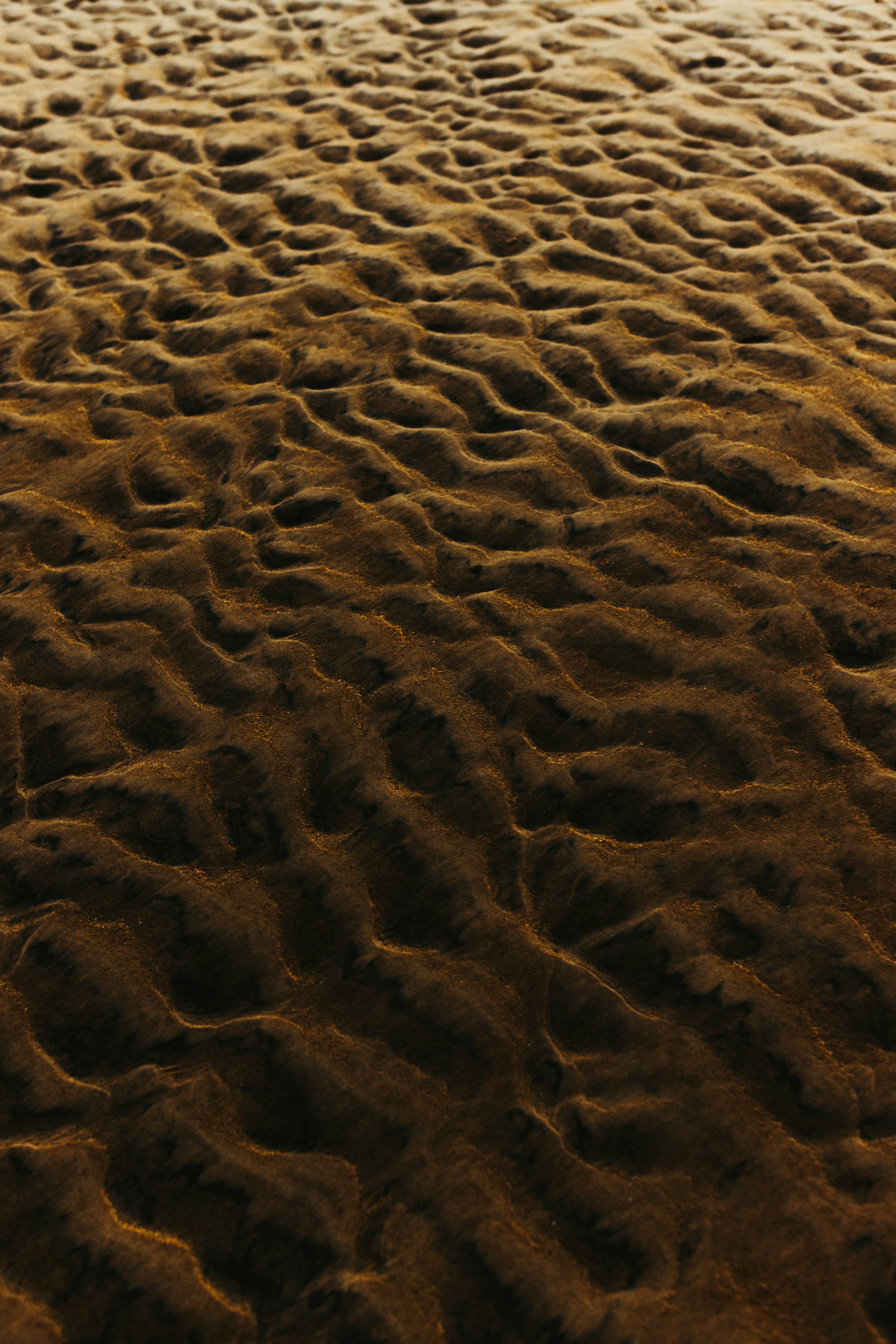 Rippled Desert: Golden Sand Patterns in Low Evening Light