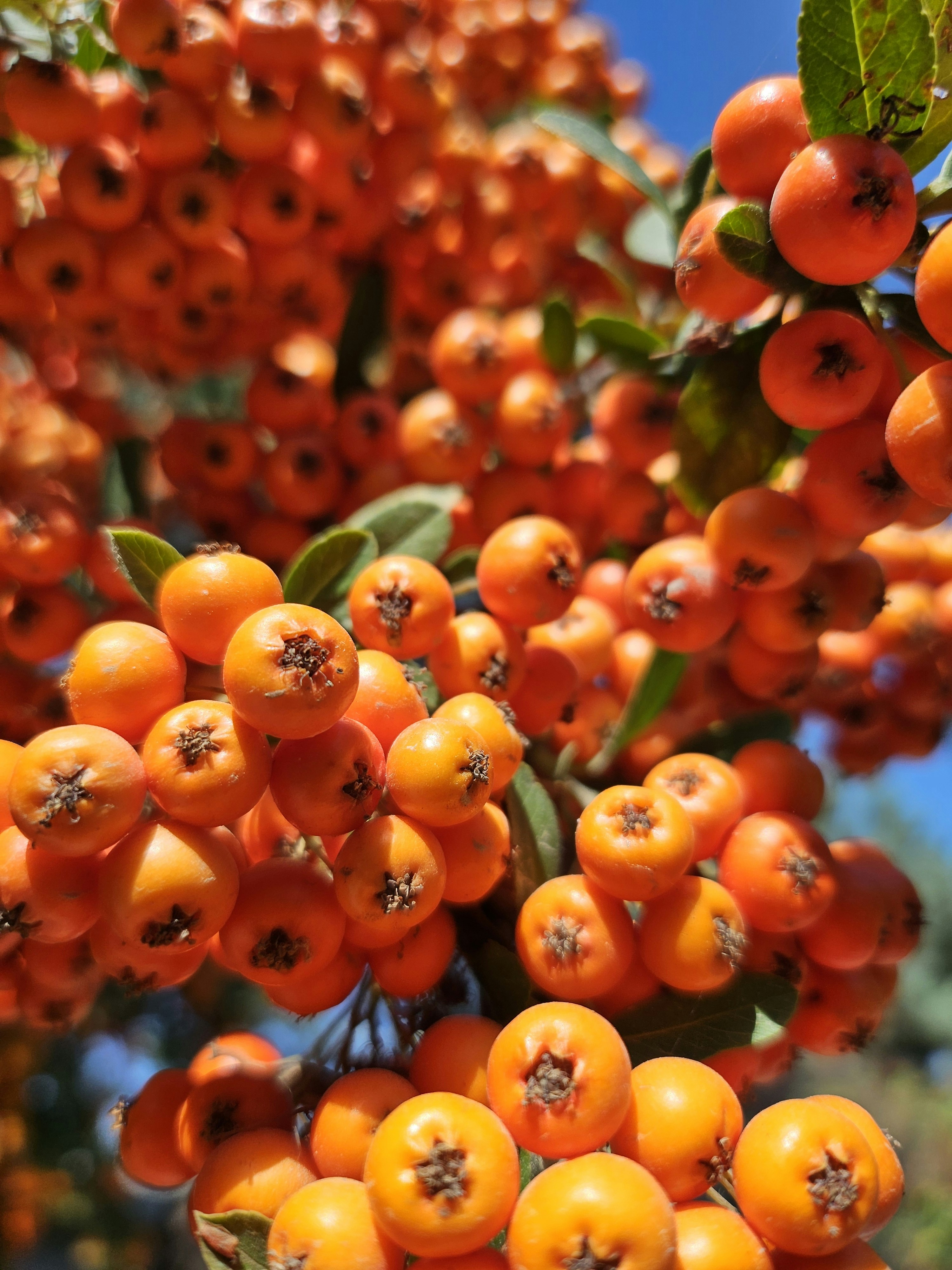 Orange Bunches in Sunlit Orchard