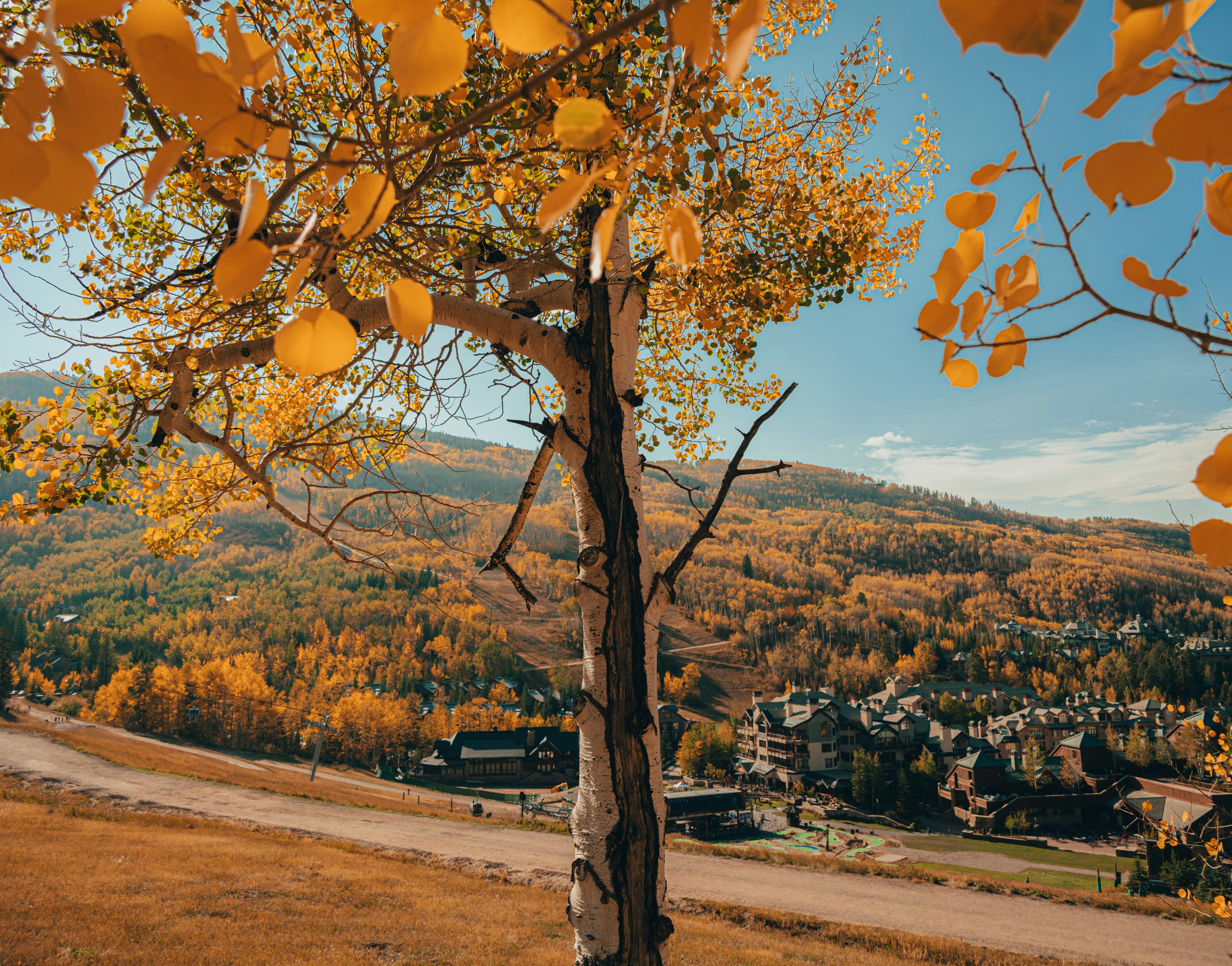 Autumn Canopy Overlook: A Village Beneath Golden Trees