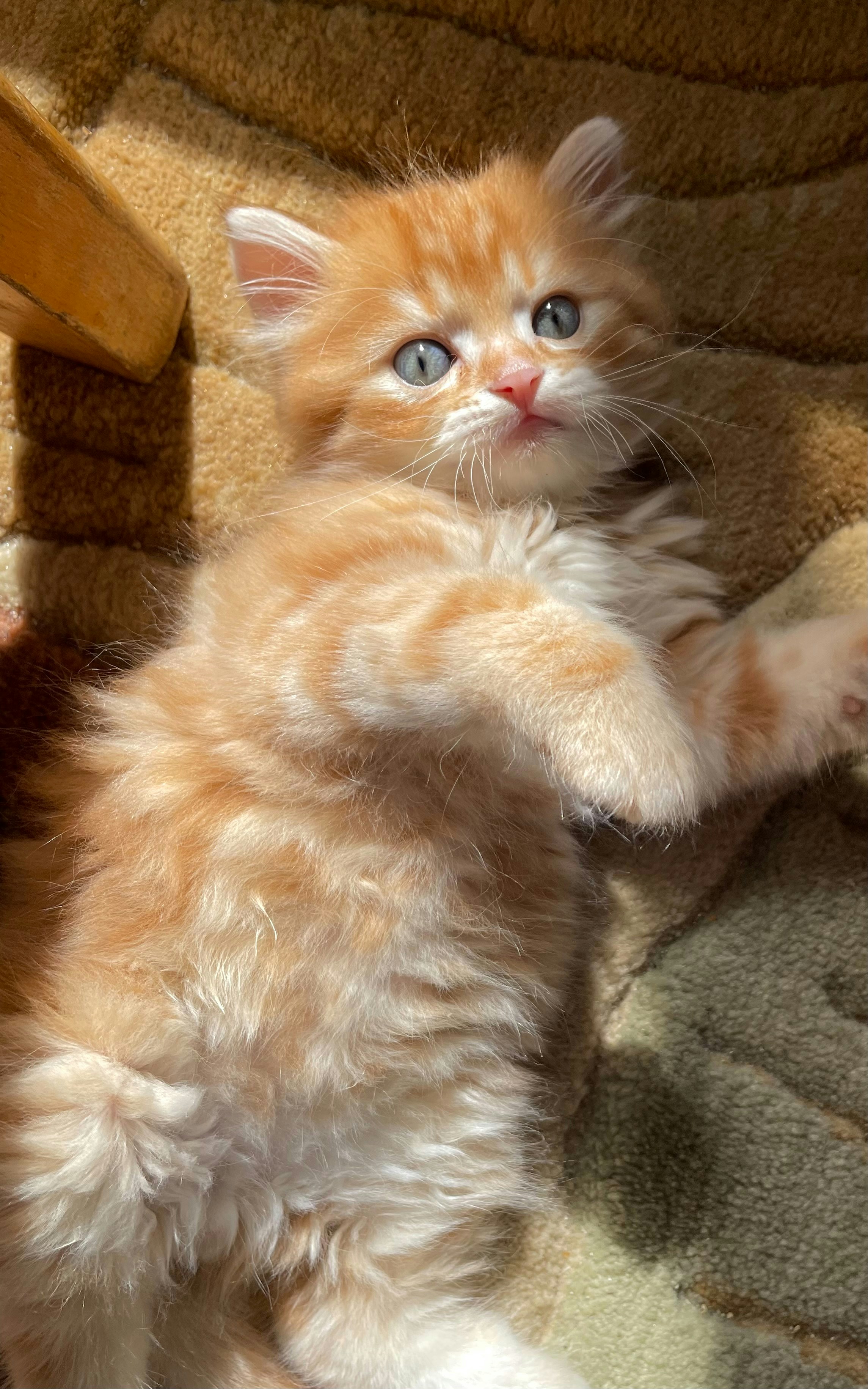 Affectionate Kitten in Warm Sunlit Nook