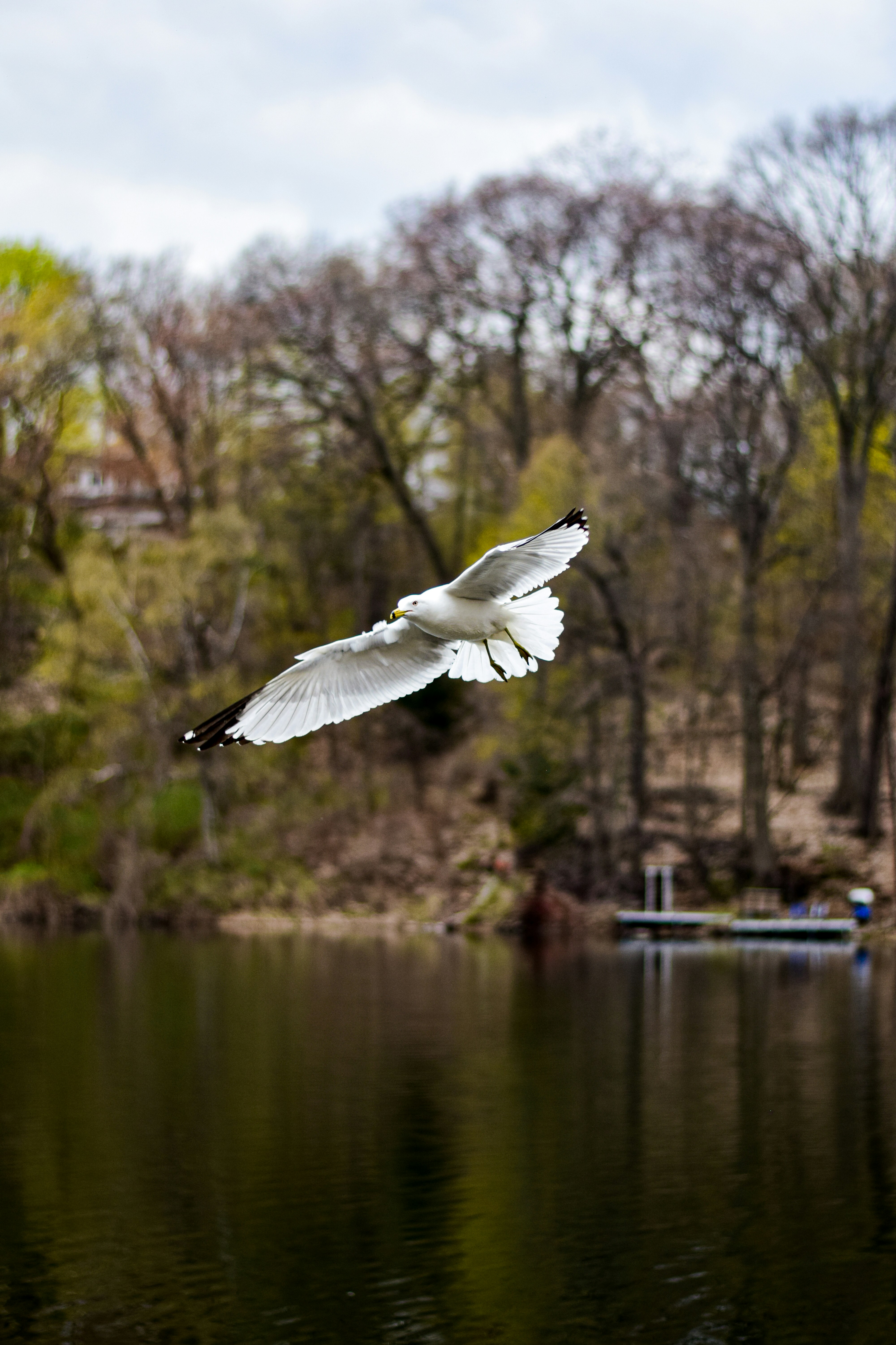 Midair Moment: A Seagull Glides Over a Quiet Lake