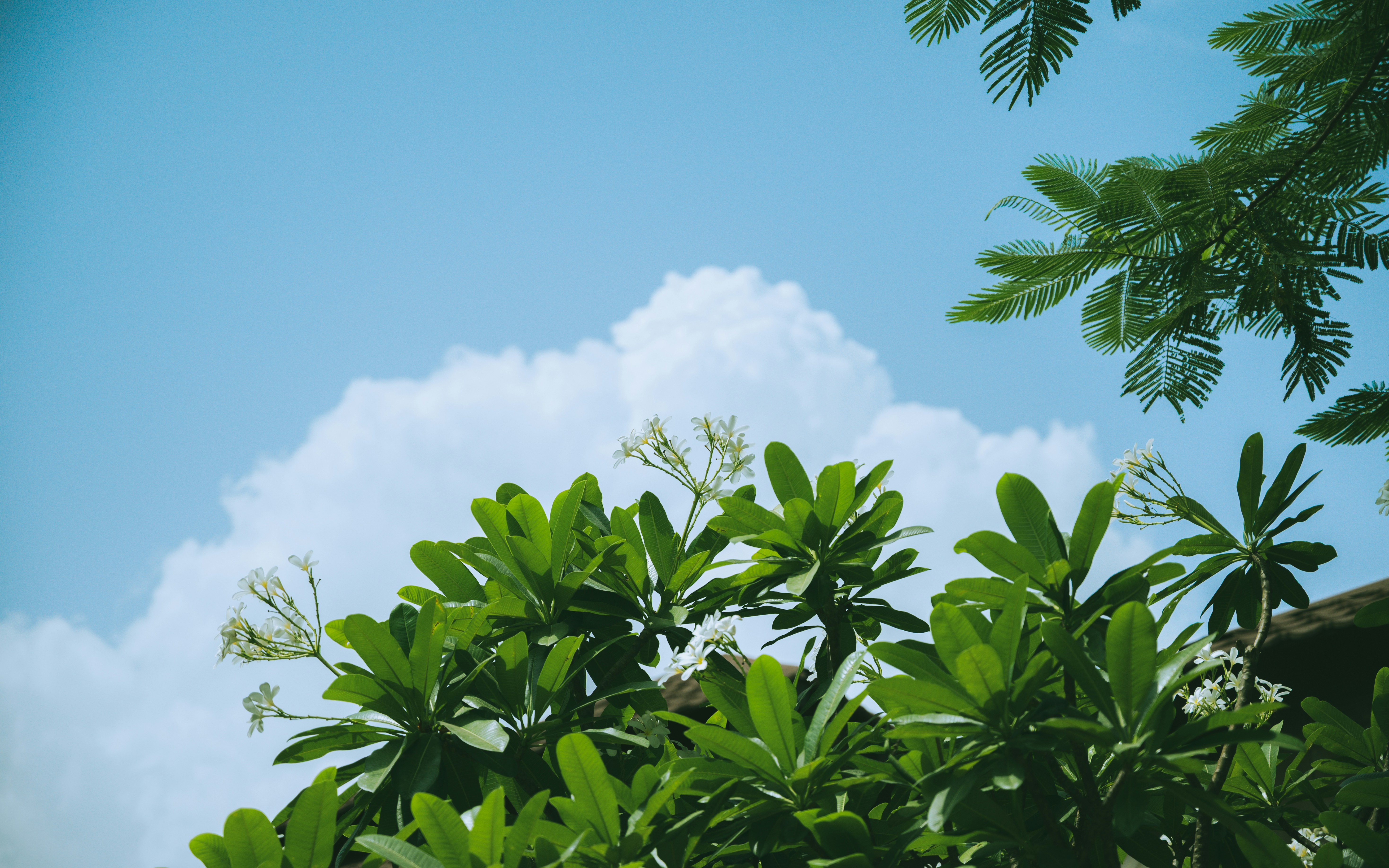 Verdant Canopy Against a Bright Sky
