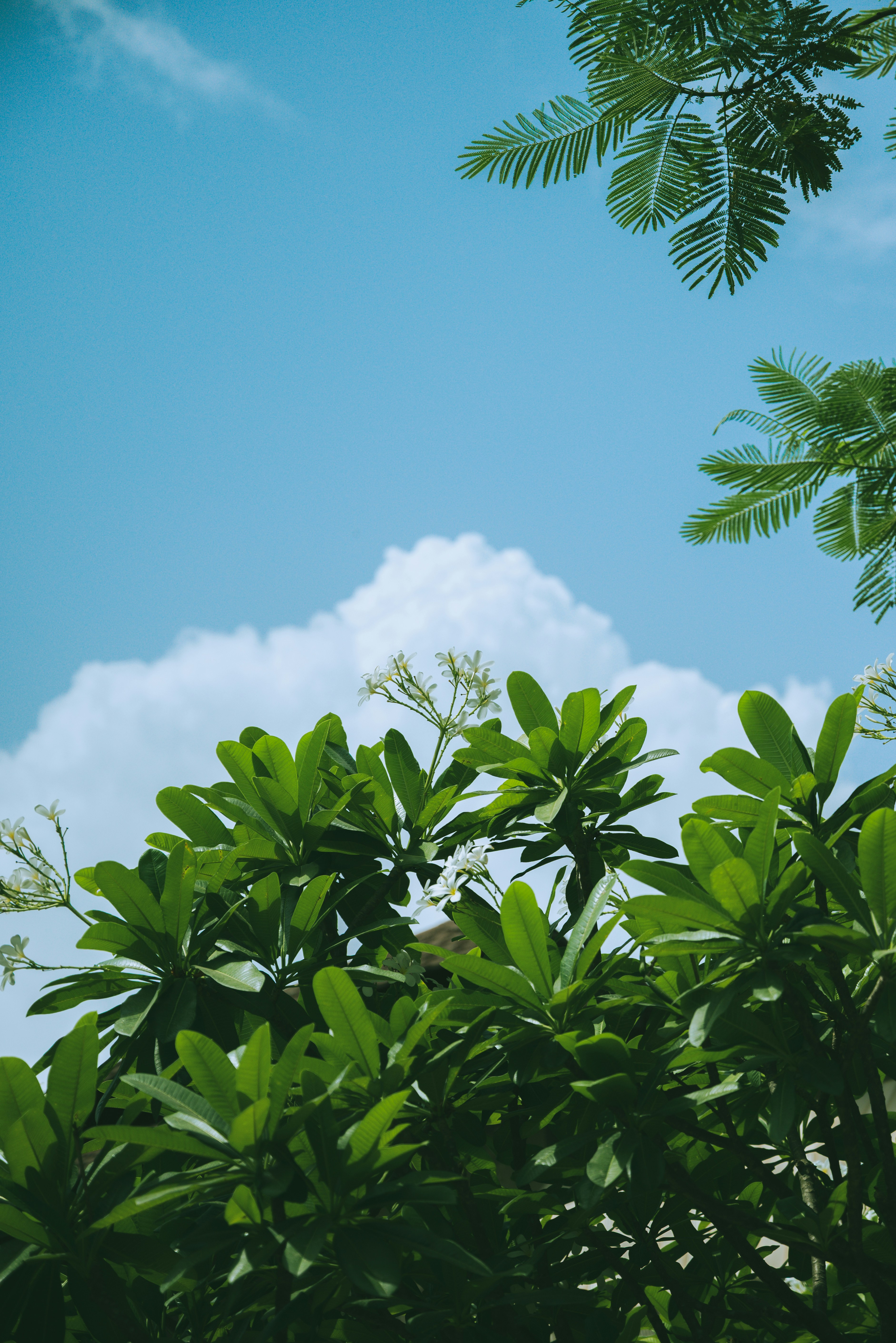 Skyward Greenery Under a Bright Tropical Sky