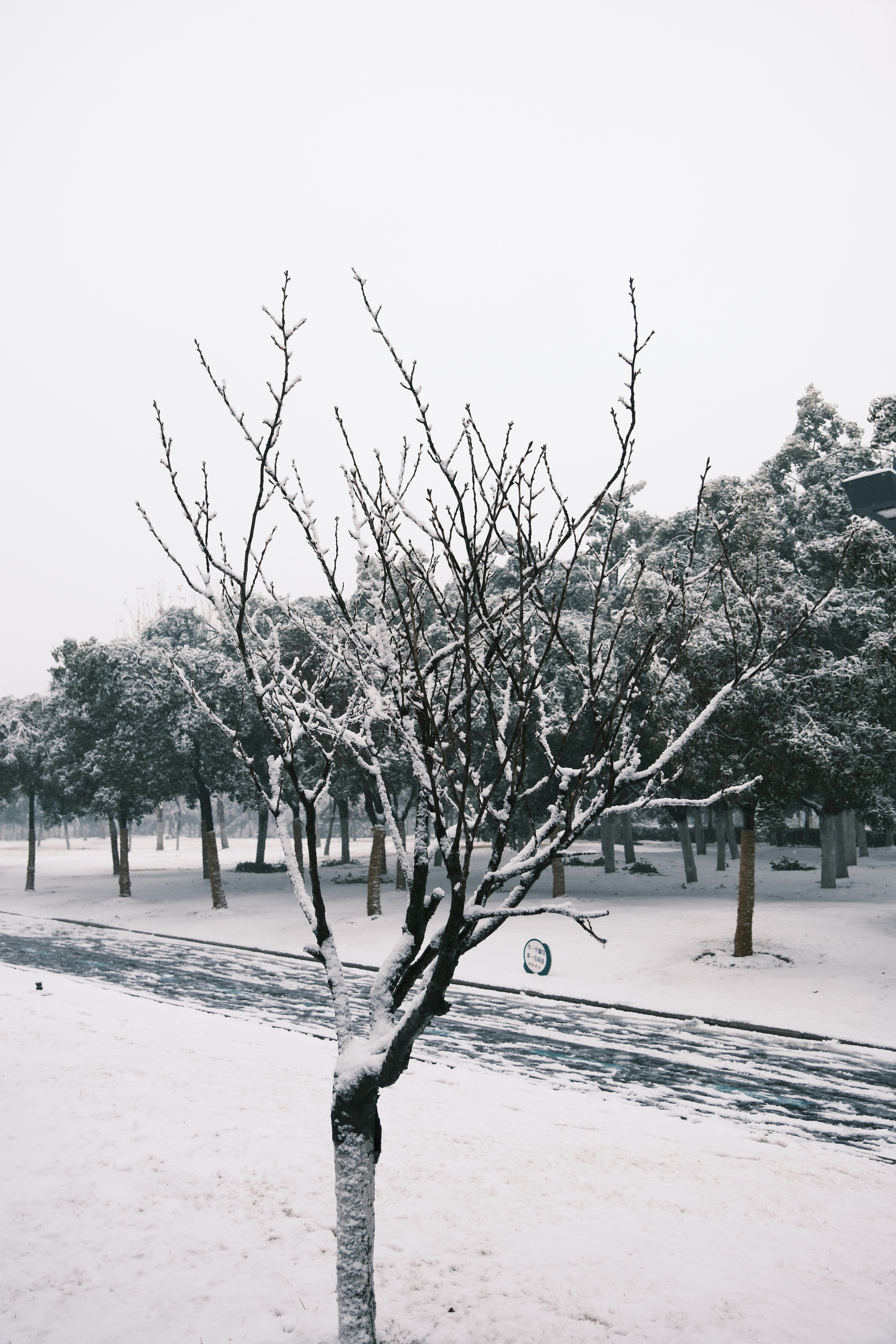 Snow-kissed Tree in a Quiet Park Dawn