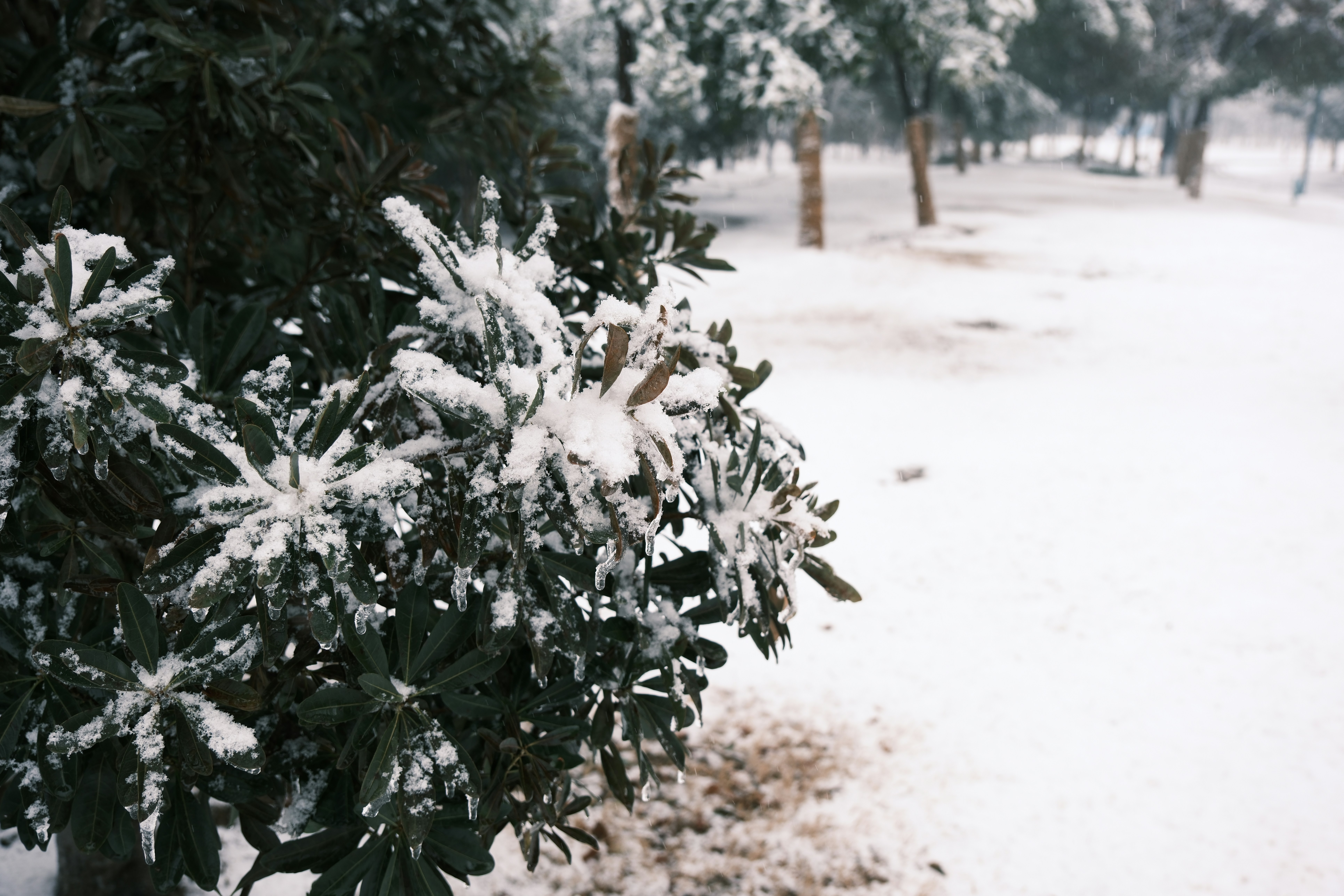 Snow-dusted evergreen branch forms the foreground against a pale winter lawn, with distant trees blurred in soft light.