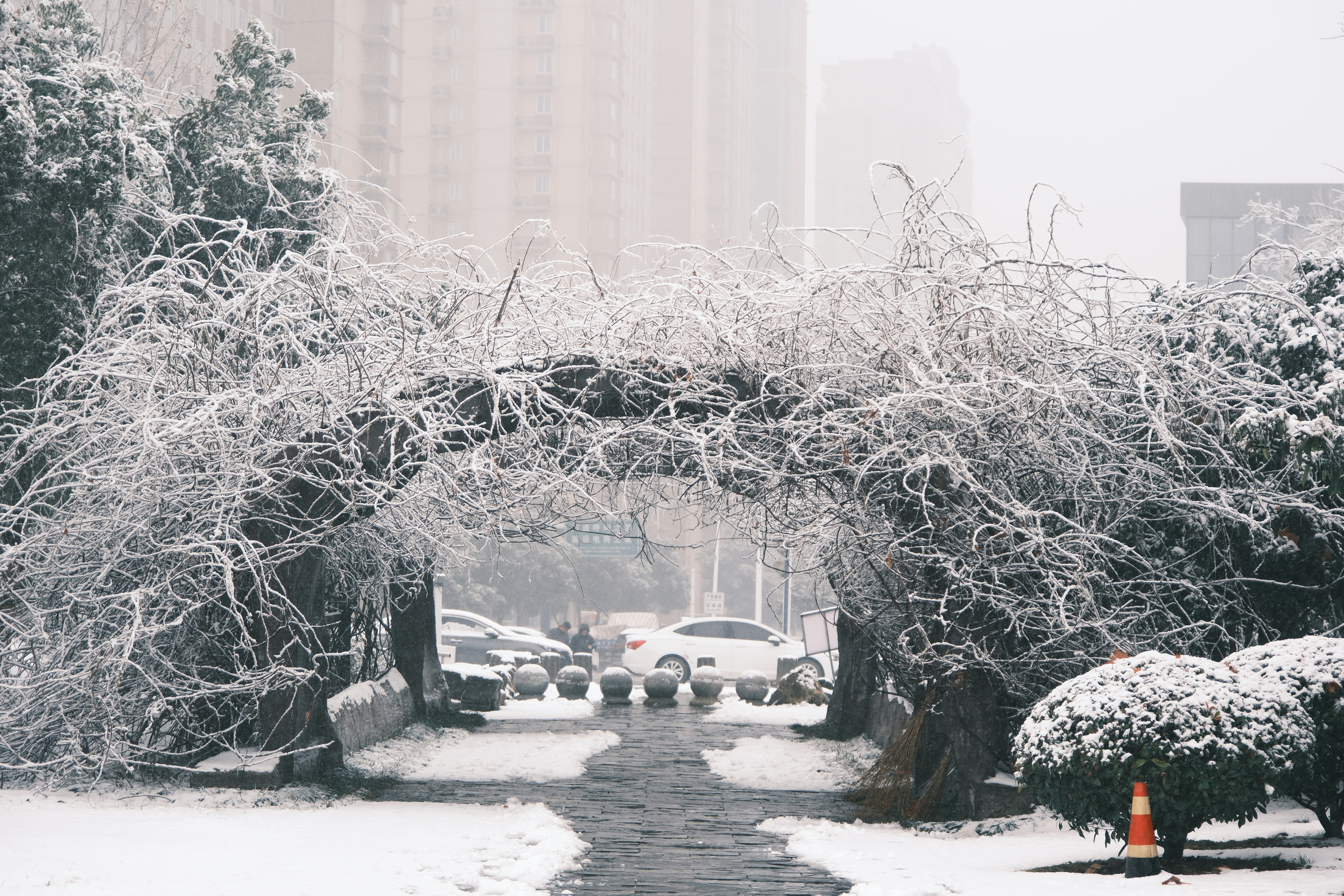 Snow-Capped Arbor in a Quiet Urban Corridor