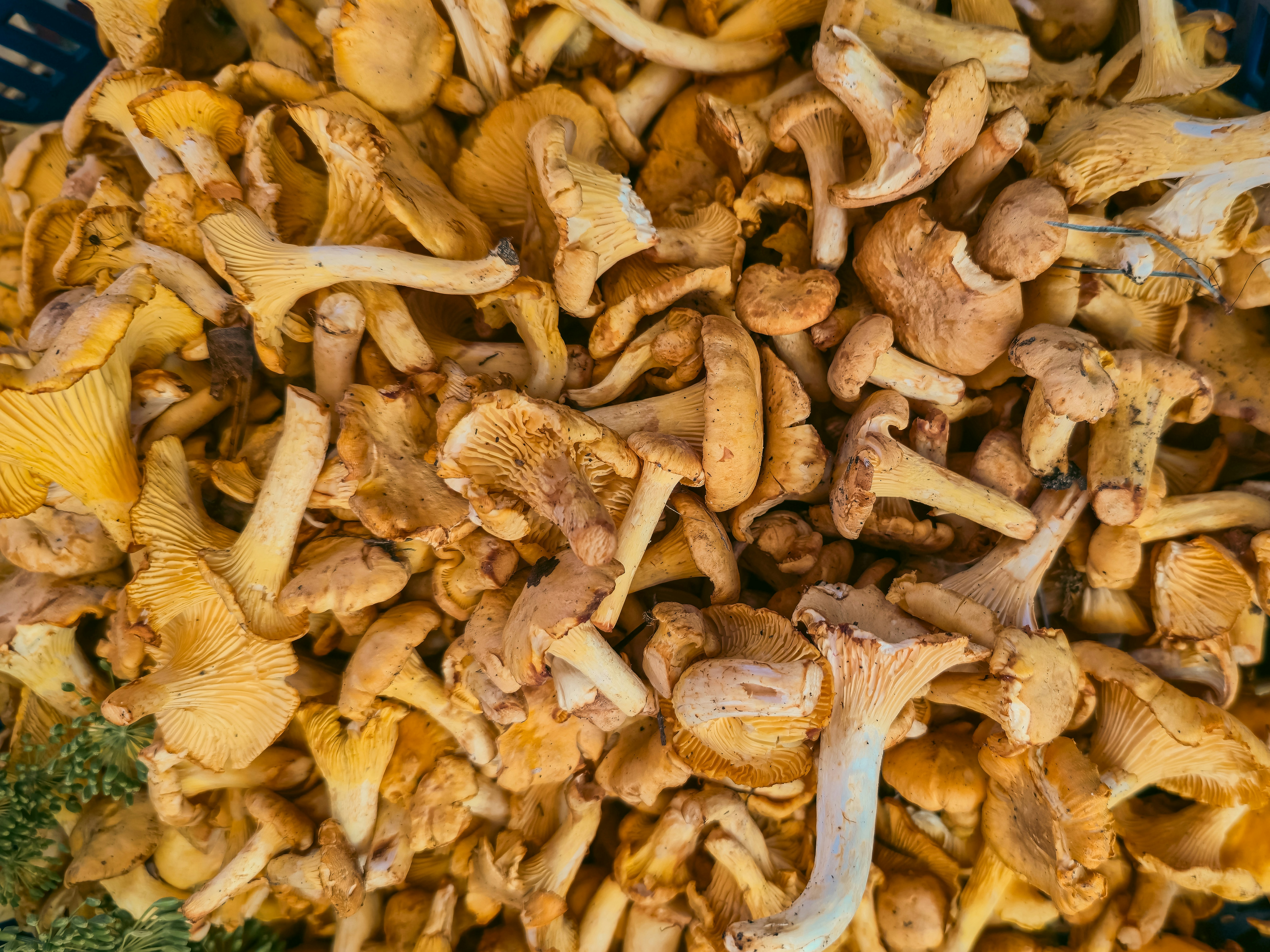 Golden Harvest: A Dense Field of Wild Chanterelle-like Mushrooms
