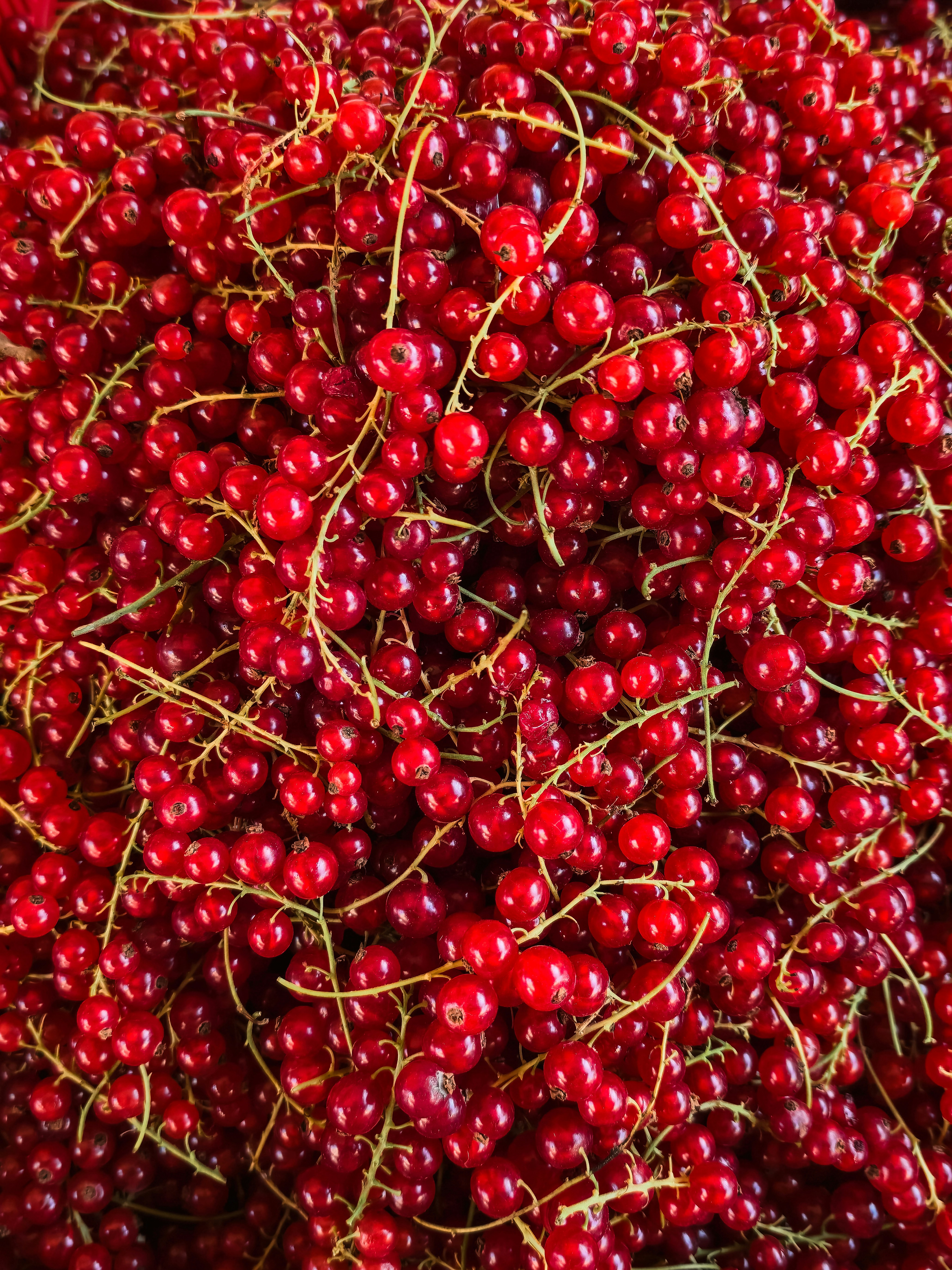 Red Bounty: A Dense Field of Vibrant Currants