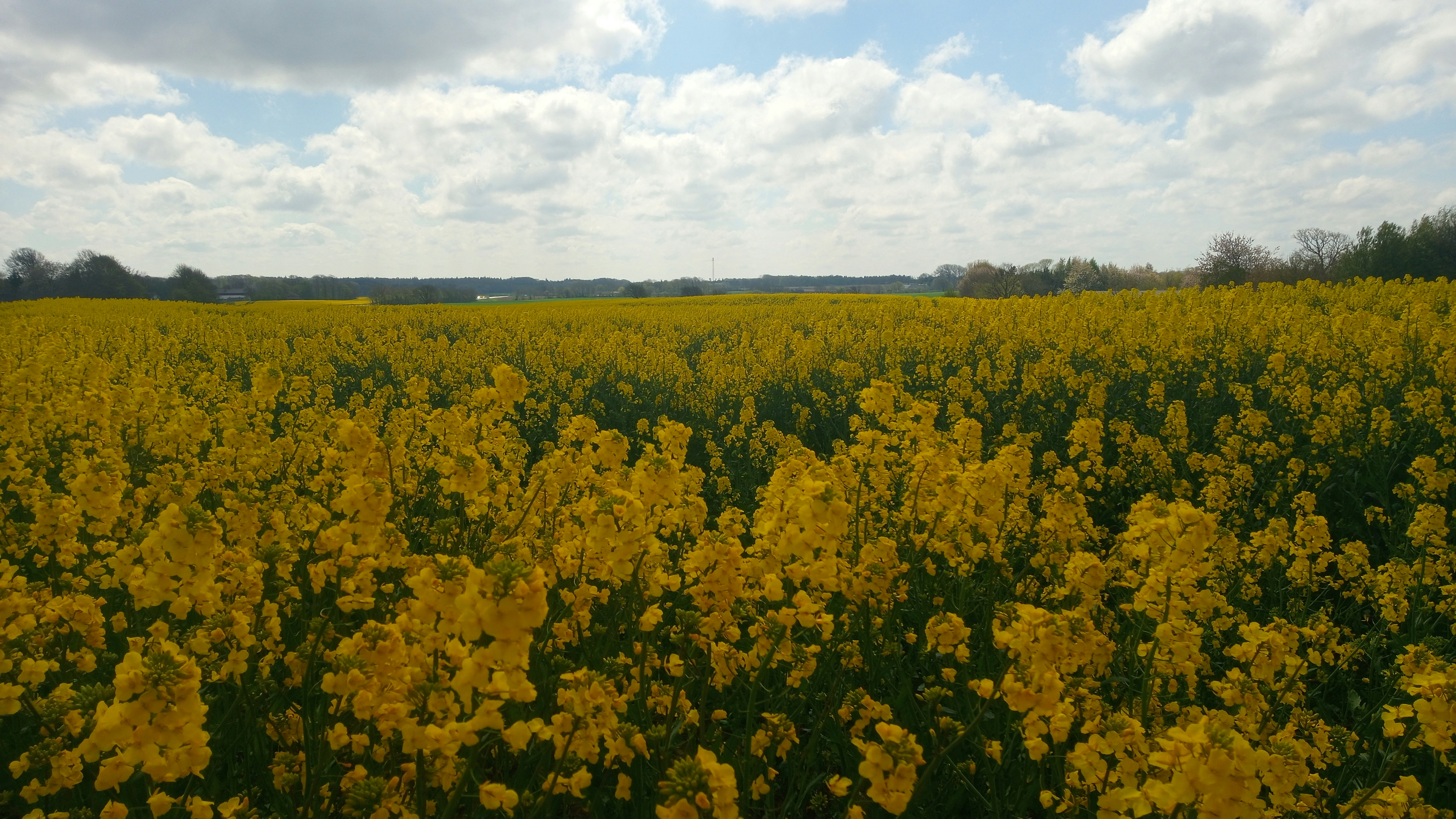 A vast field of bright yellow rapeseed flowers under a blue sky with clouds